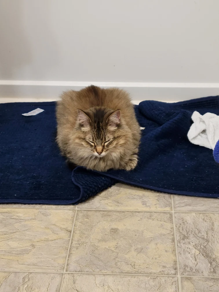 A very smug bathroom loaf | Scrolller