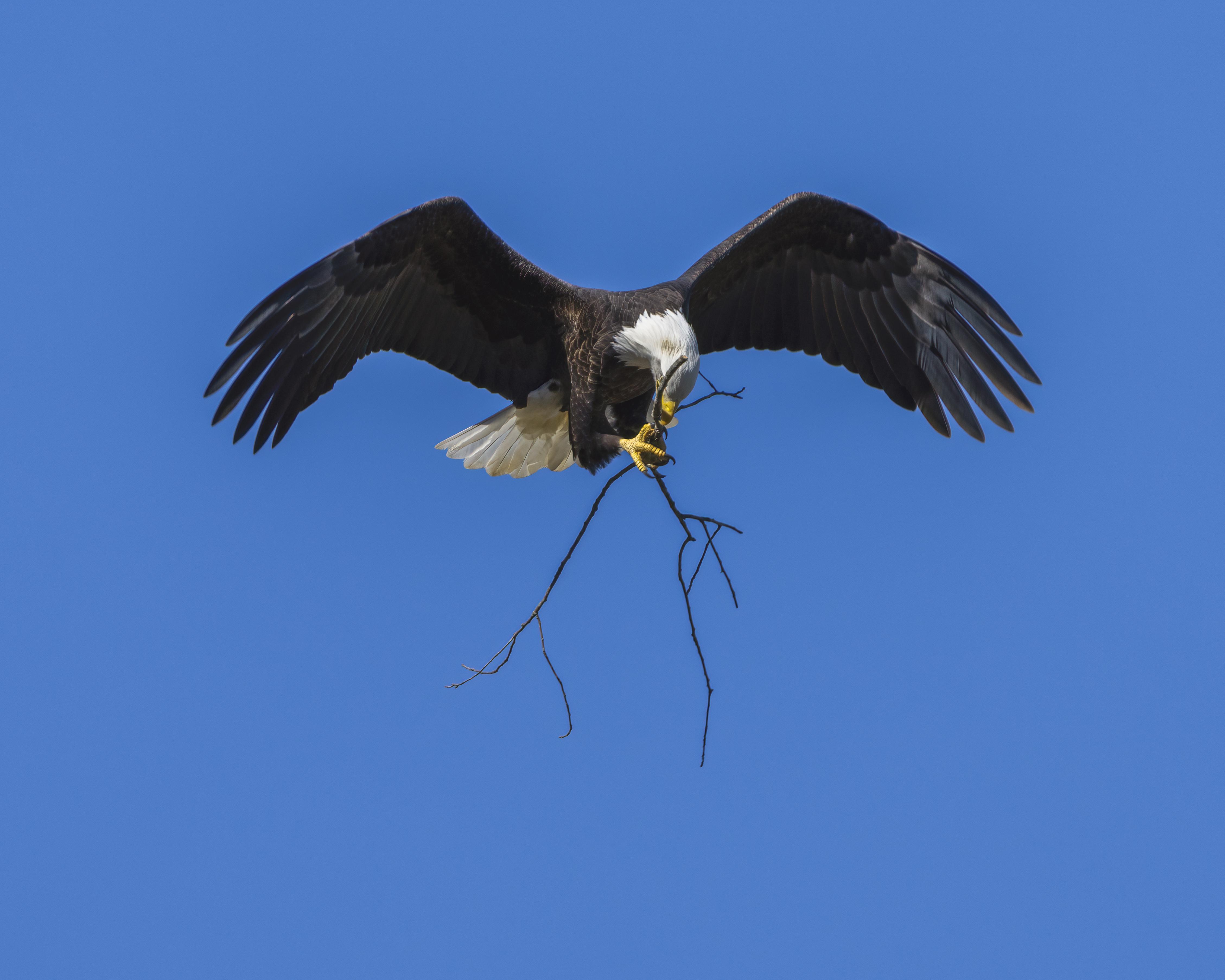 Bald Eagle adjusting the stick on the fly! Dover, Tennessee | Scrolller