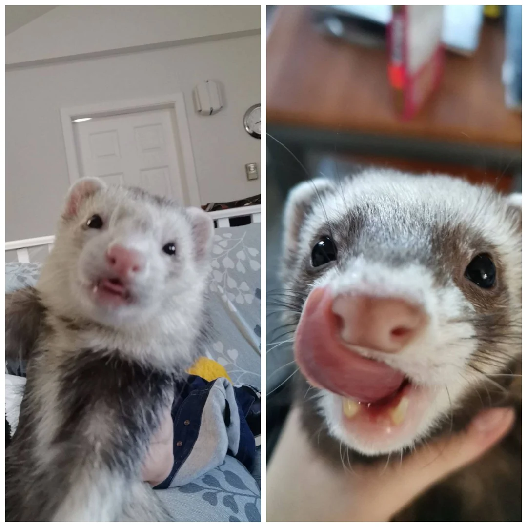 Little blep and big blep | Scrolller