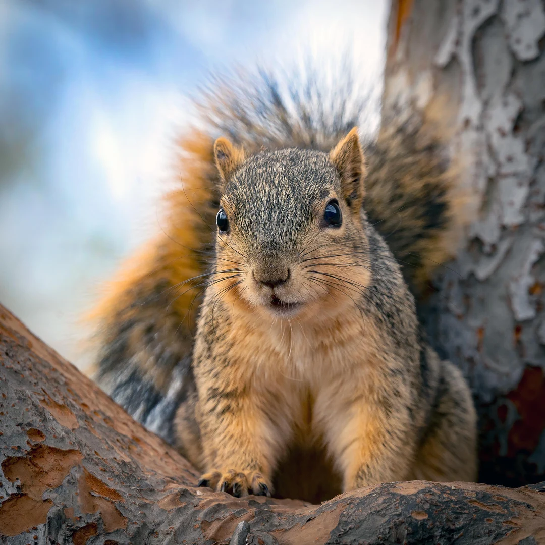 Squirrel | Scrolller