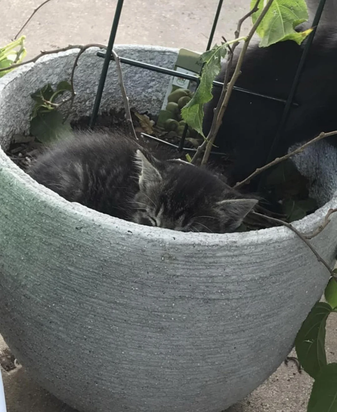 Nap time in the pot | Scrolller