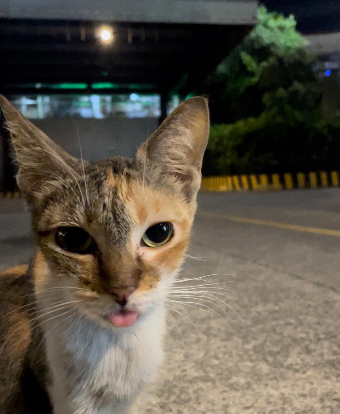 Random catto at work with cute Blep | Scrolller