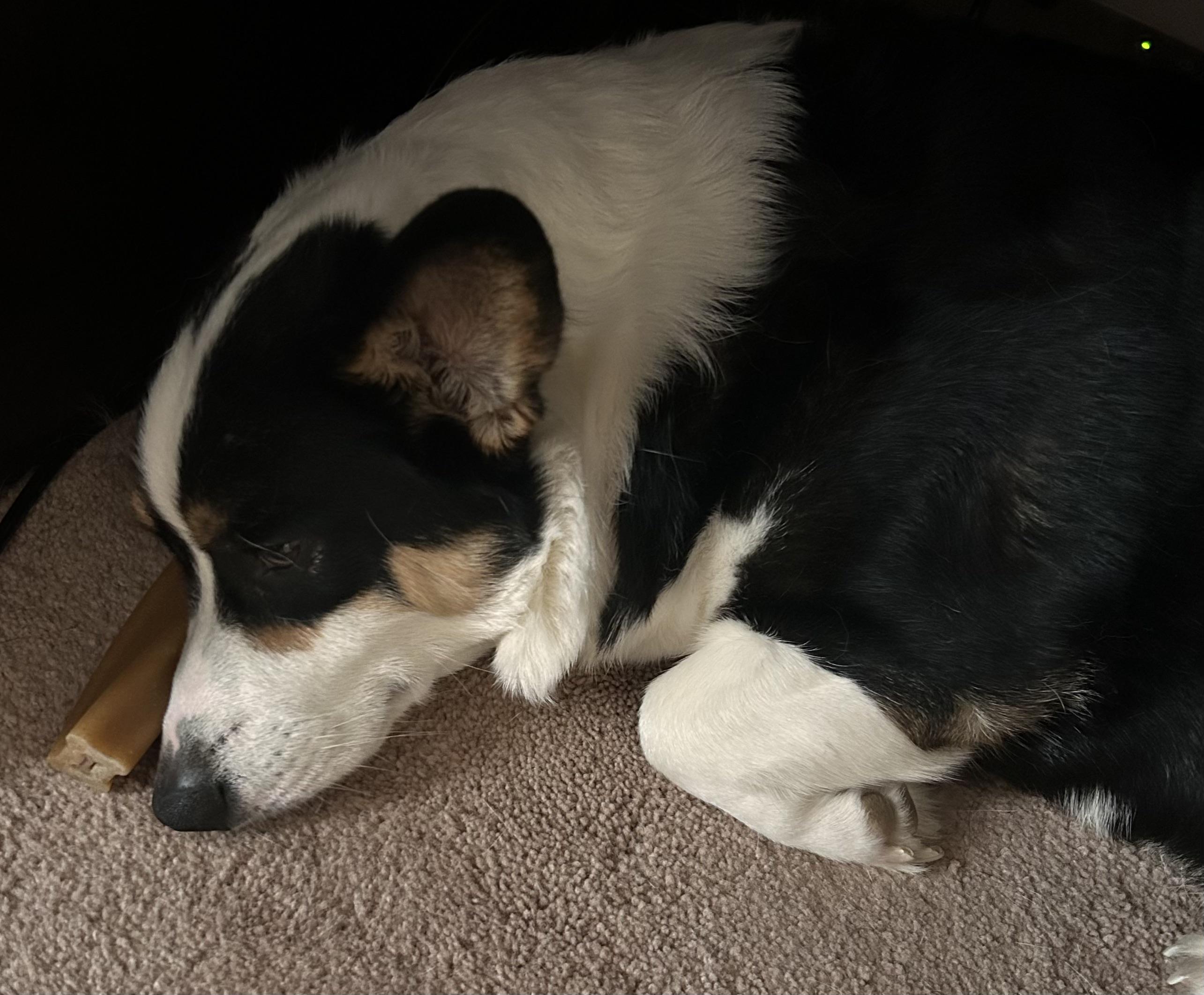 Lonely Corgi? | Scrolller