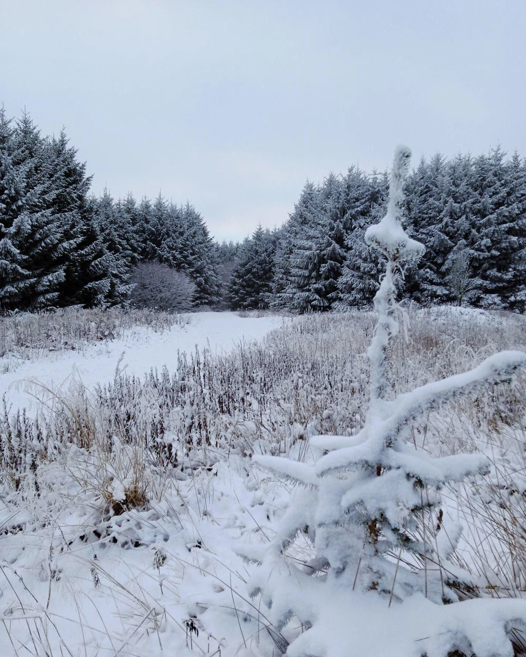 Snowy plants & trees | Scrolller
