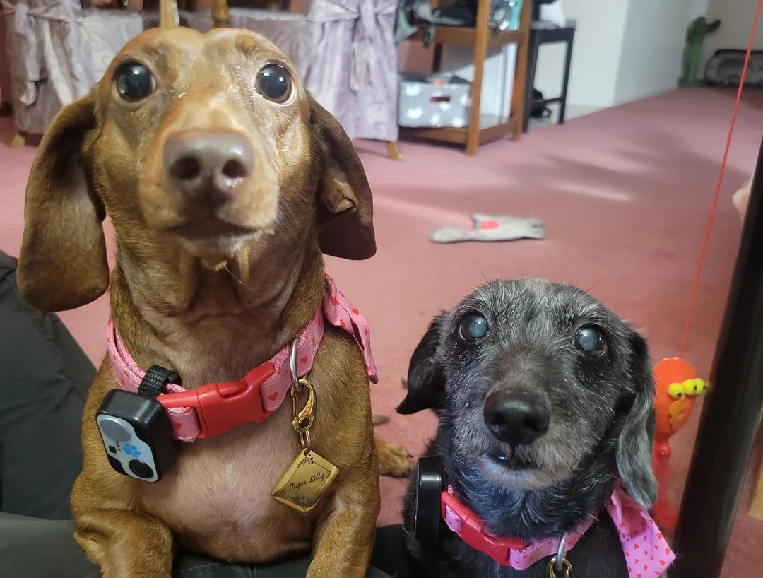 A photo of my pup Tiger Lily #118 | Scrolller