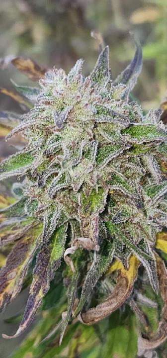 2024 Grow | Scrolller