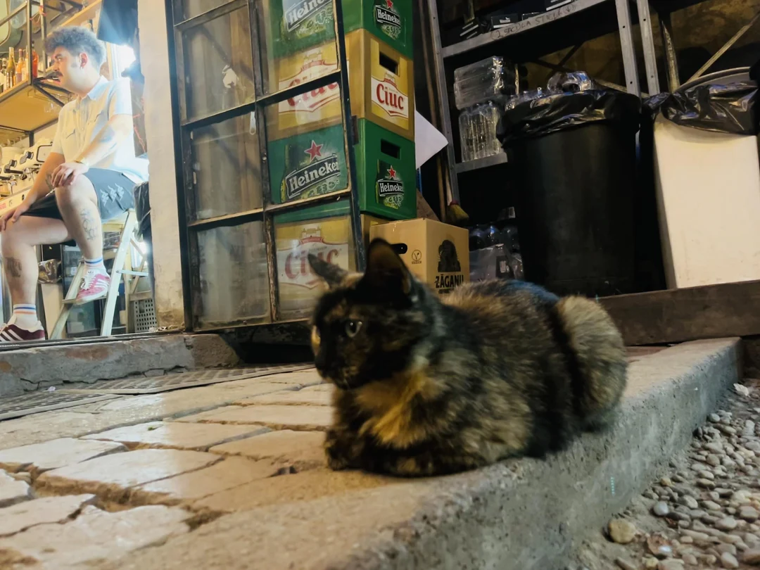 Discover more like Catloaf: Loaf in the way boutta be stepped on by ...