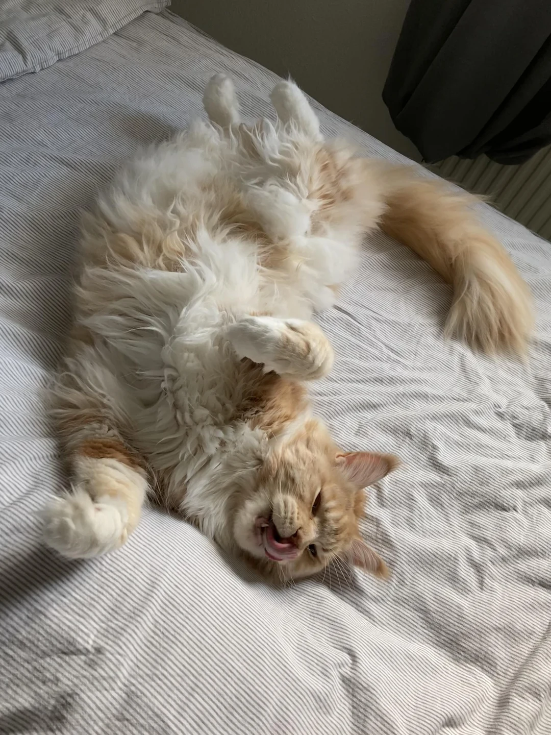 Tasty Scrolller