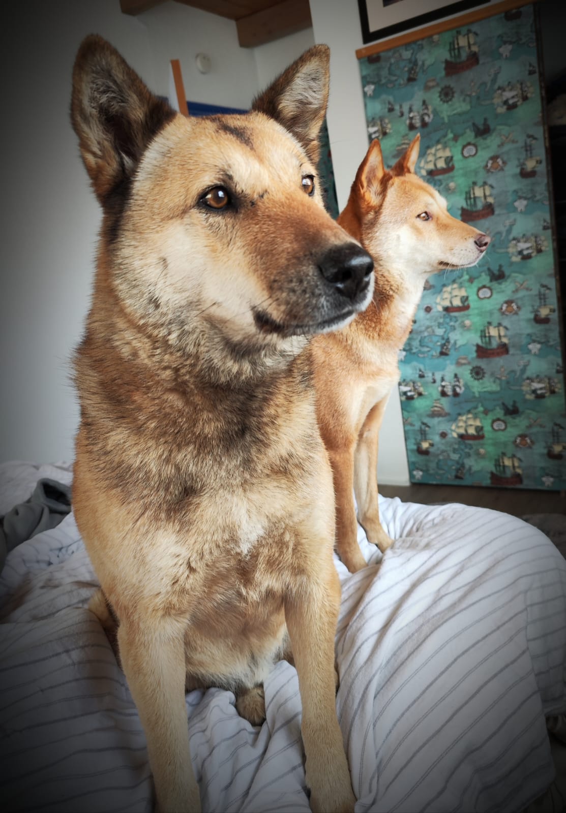 Pictures of my dogs | Scrolller