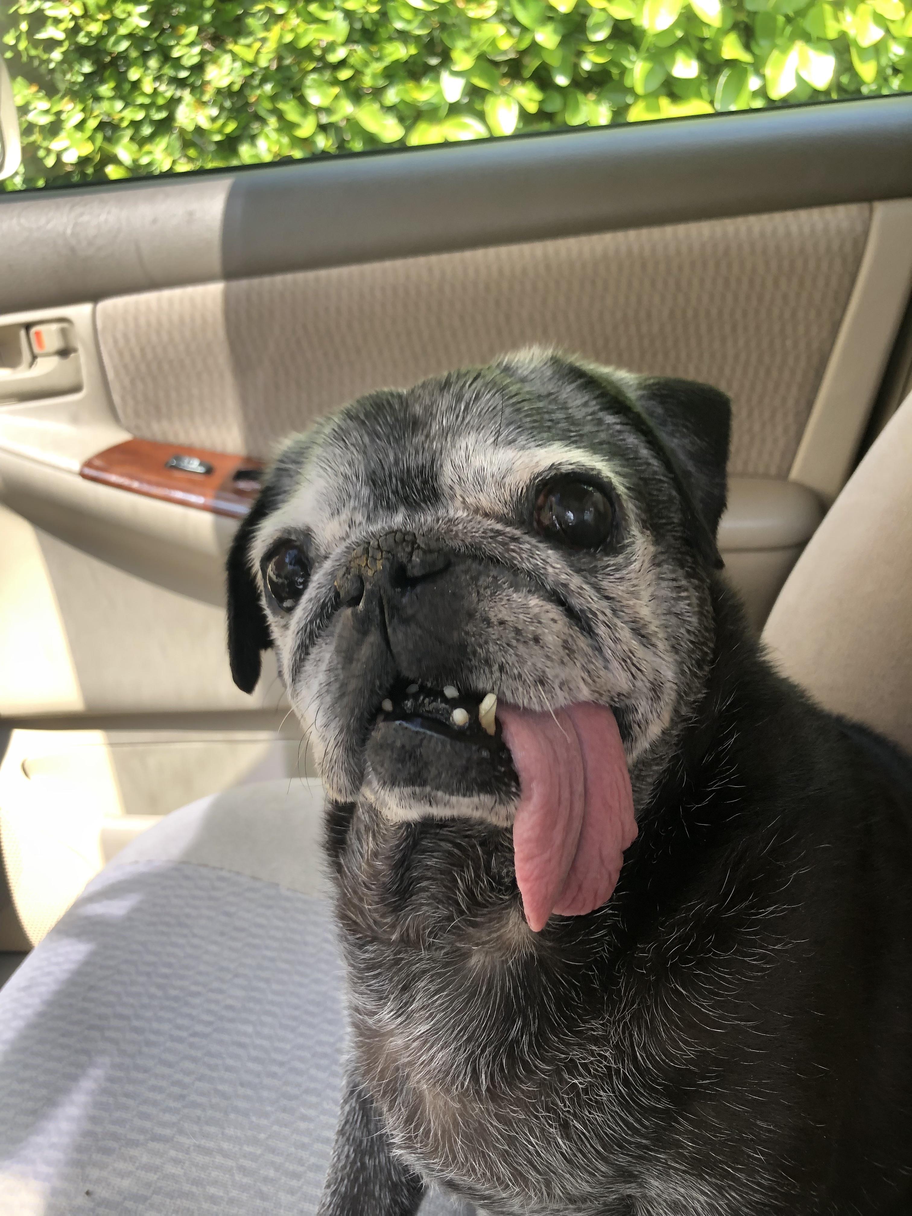 Discover more like AnimalsBeingDerps: Fiasco is still my favorite derp after all these years ...