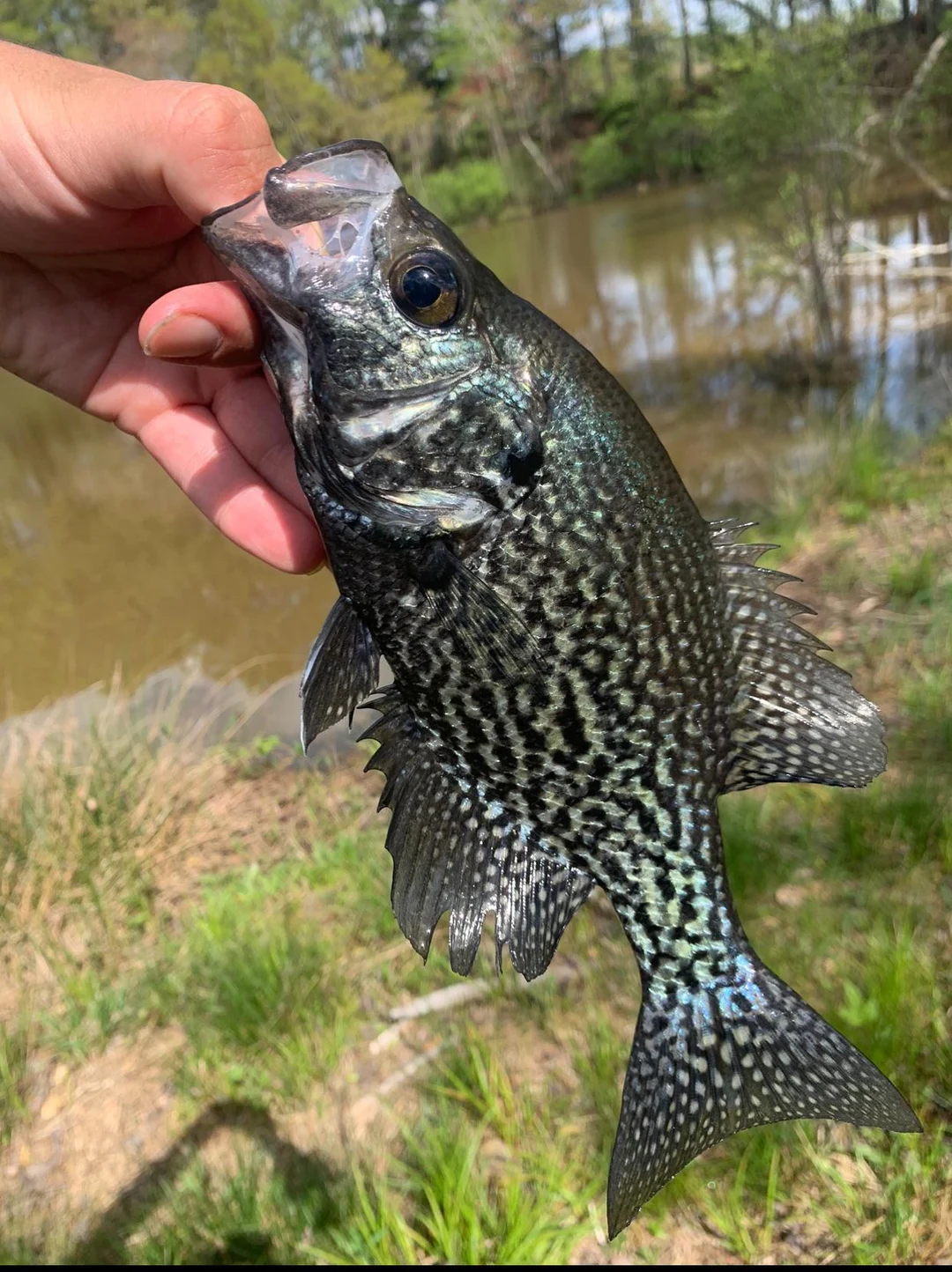 Crappie are one of the prettiest freshwater fish imo | Scrolller