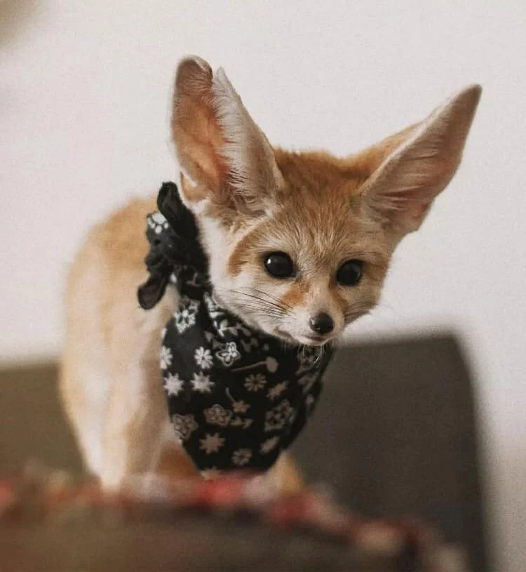 Fancy boye | Scrolller