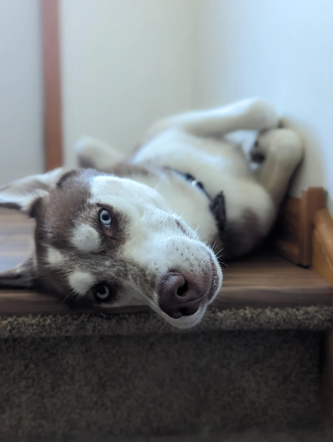 Potty Training Menace | Scrolller