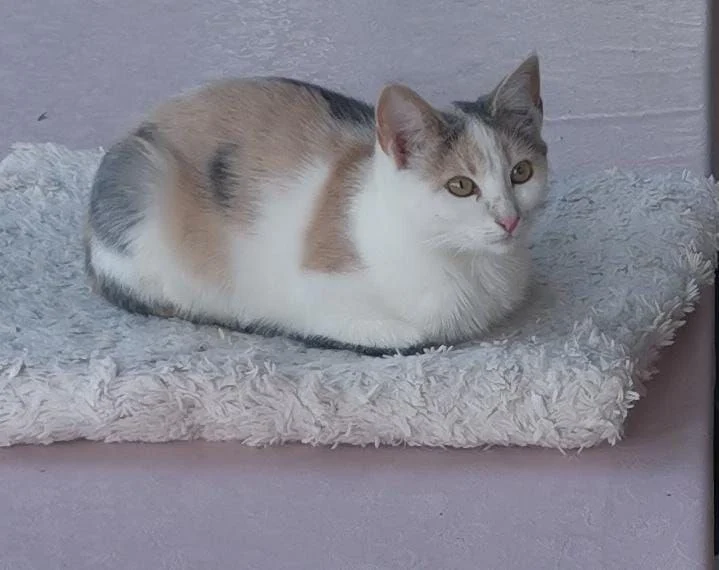 A Perfect Execution of the Loaf Figure (No Criticism Allowed) | Scrolller