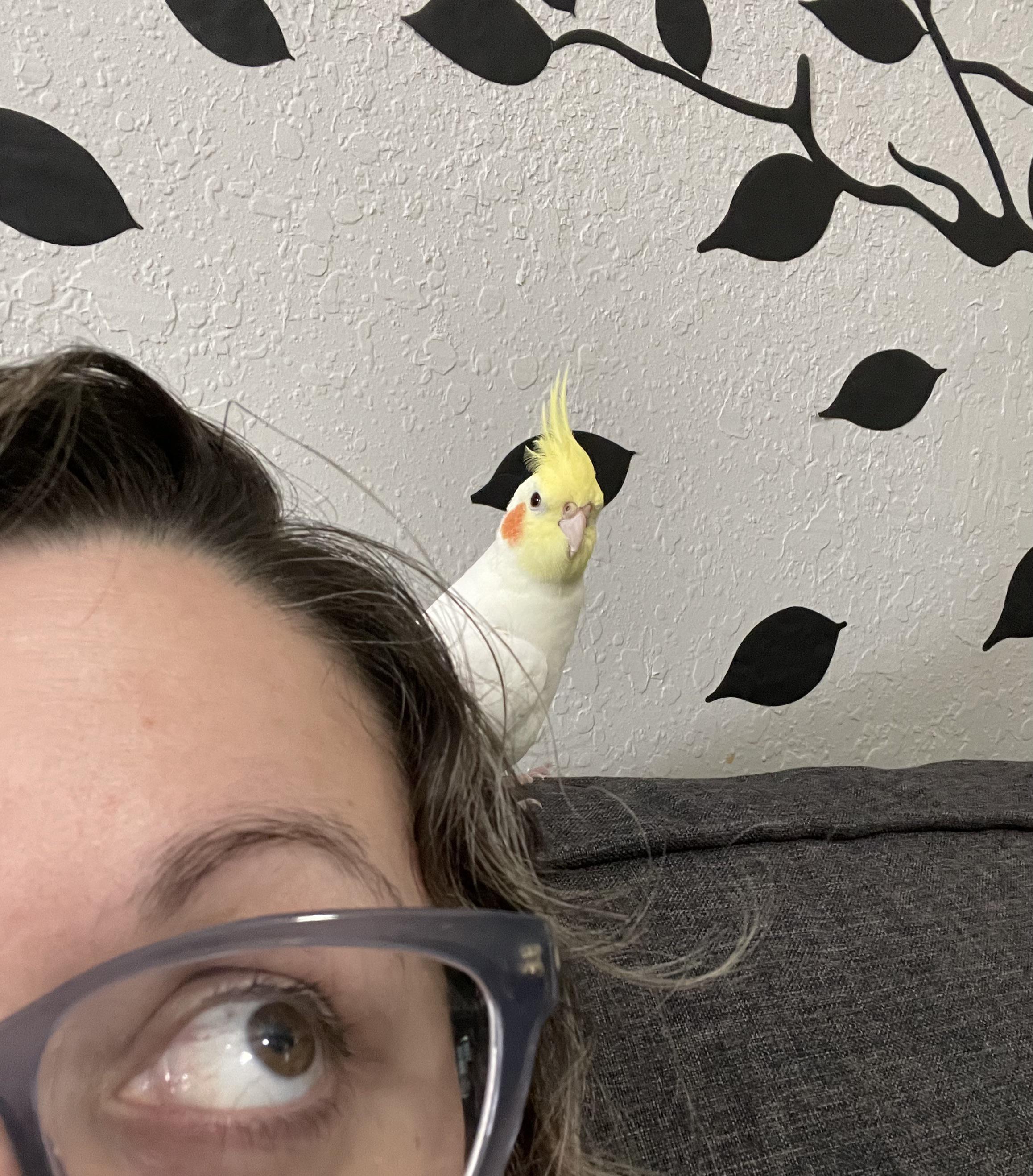 Discover more like Cockatiel: Lemon is always camera ready 😎 and Related Content | Scrolller