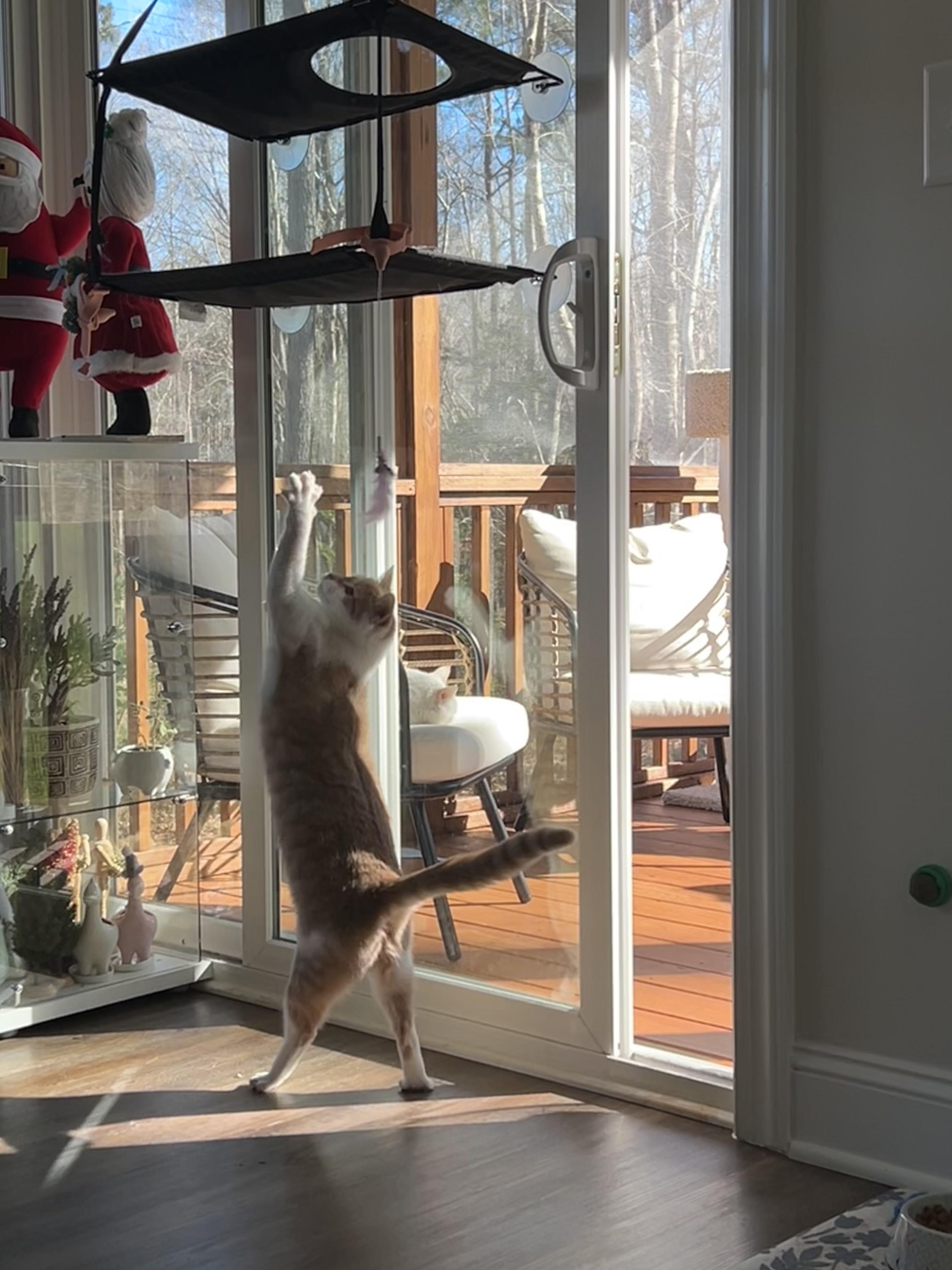 Butterscotch showing off her dance moves | Scrolller