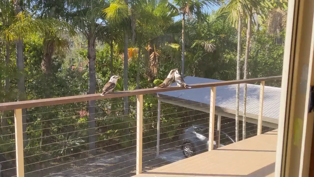 Kookaburras on the railing | Scrolller