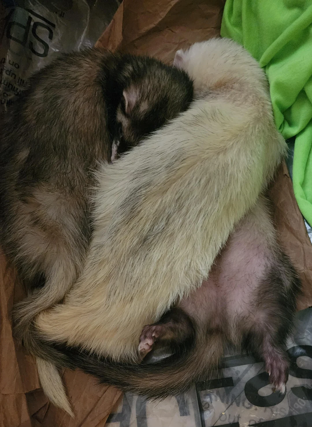 Crushed by cuddles | Scrolller