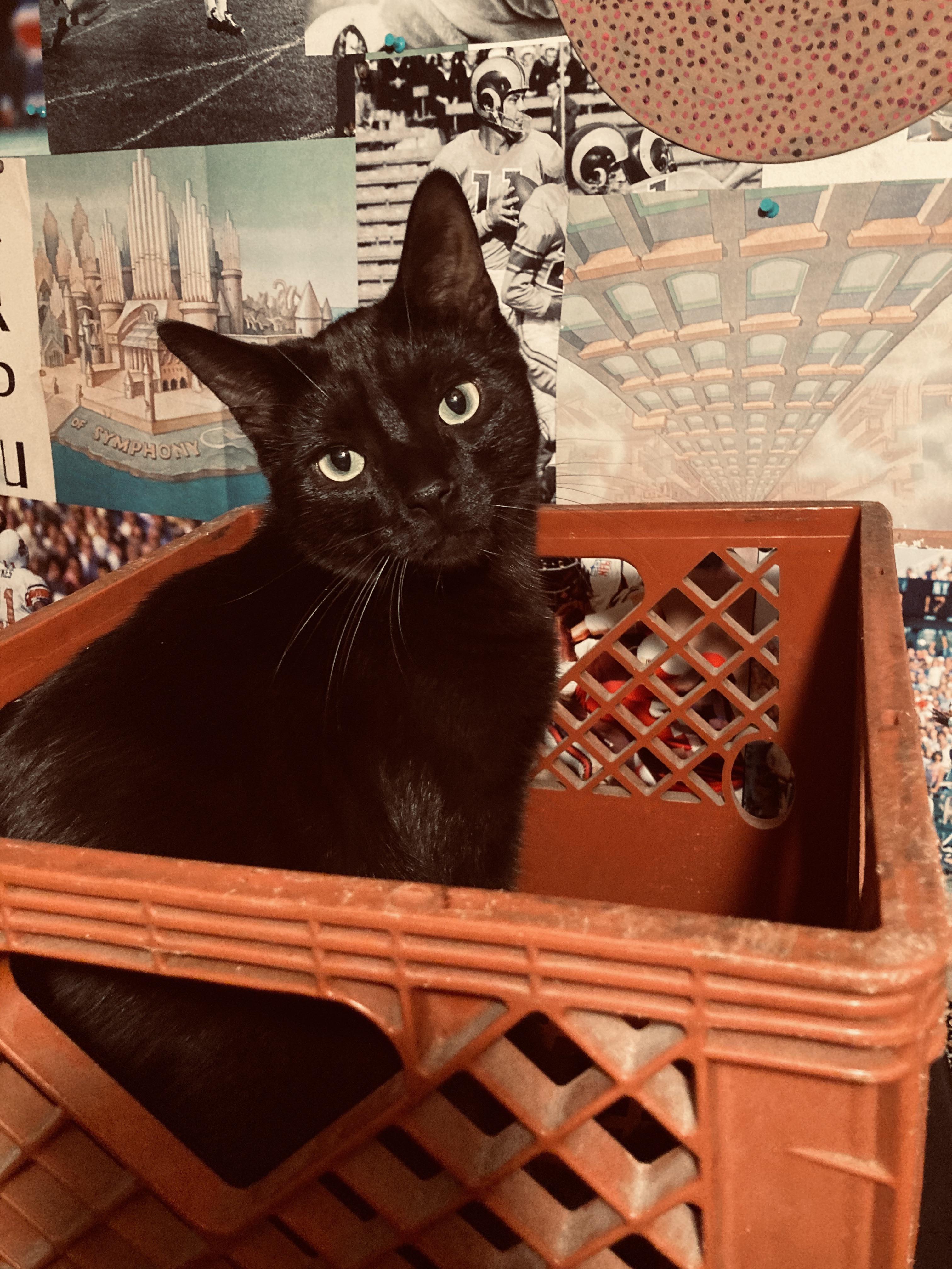 milquetoast in a milk crate | Scrolller