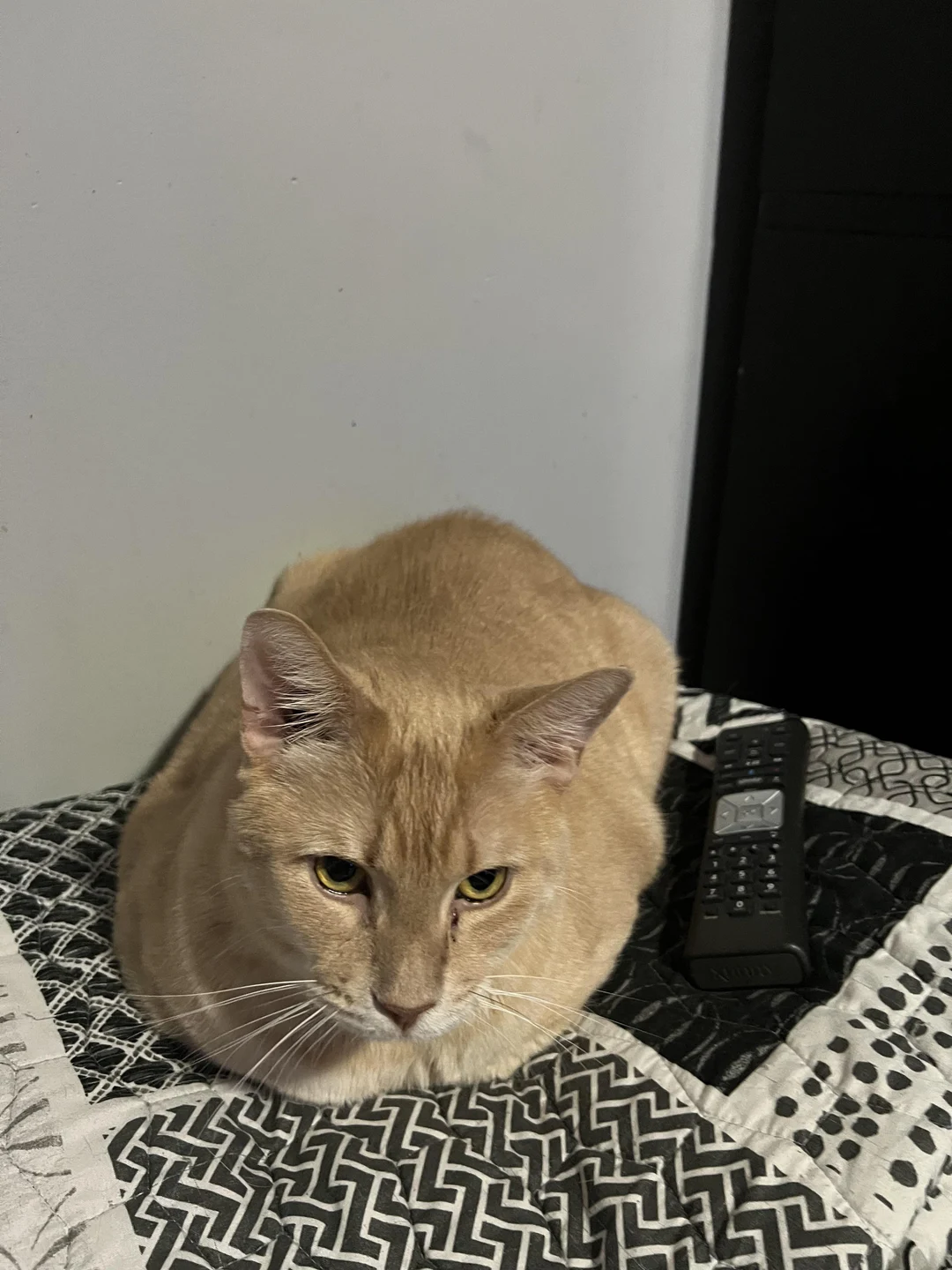 Giant cat loaf (remote for scale) | Scrolller
