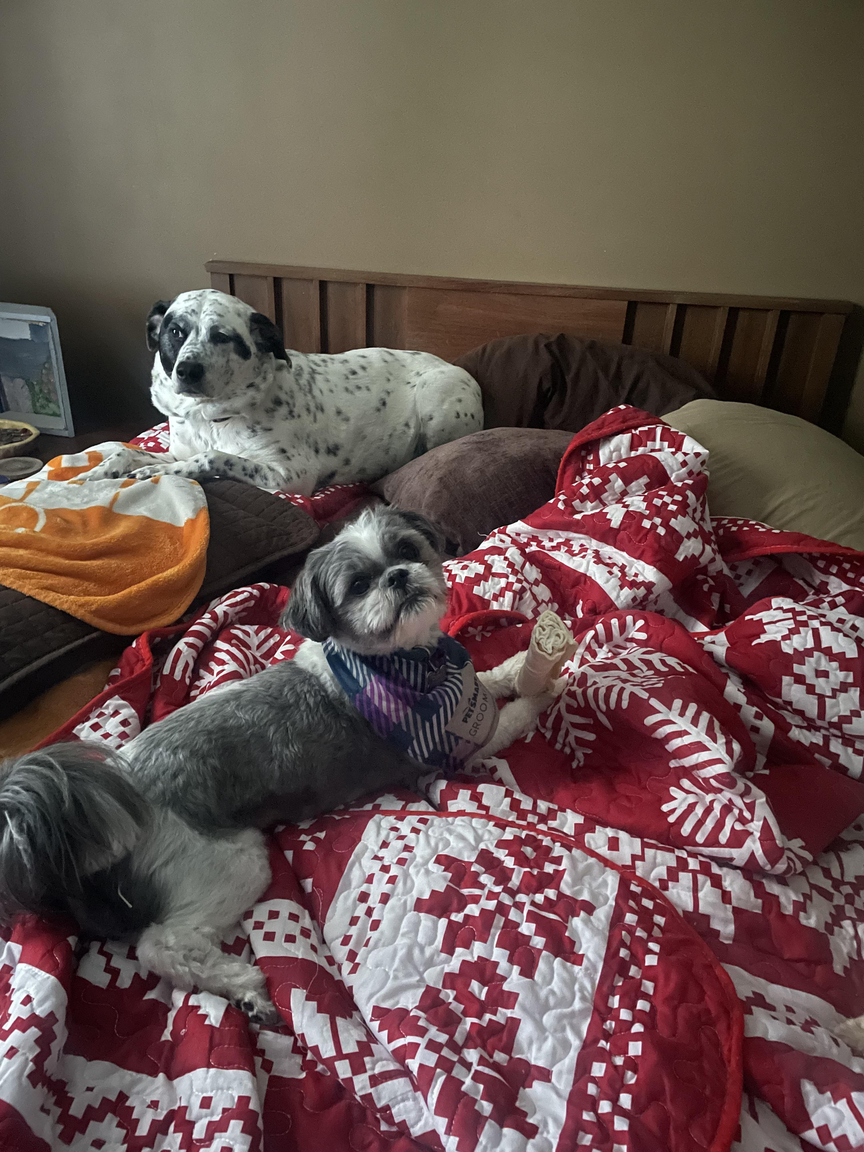 Just chewing a small rawhide 😁 | Scrolller