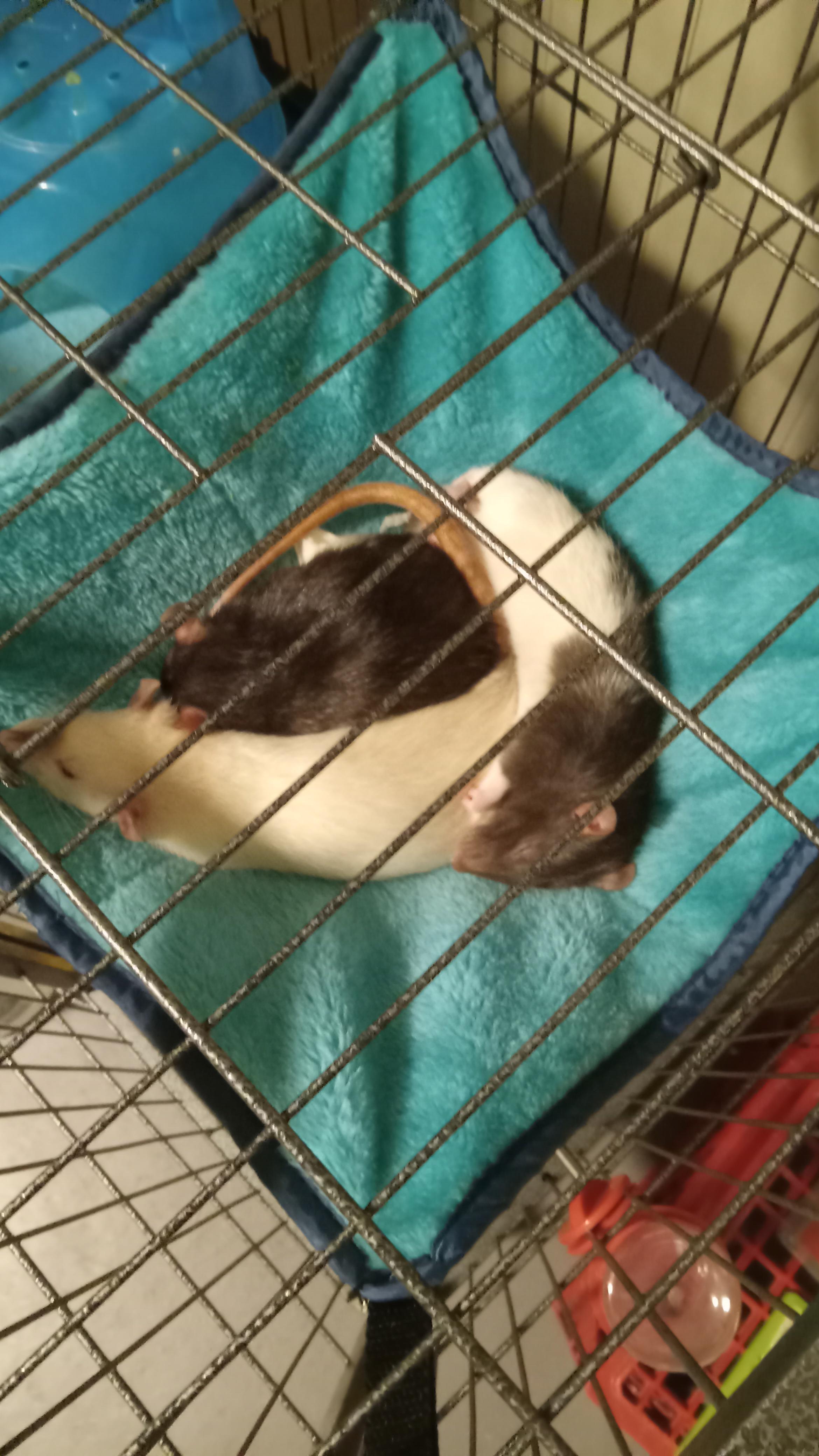 Any advice | Scrolller