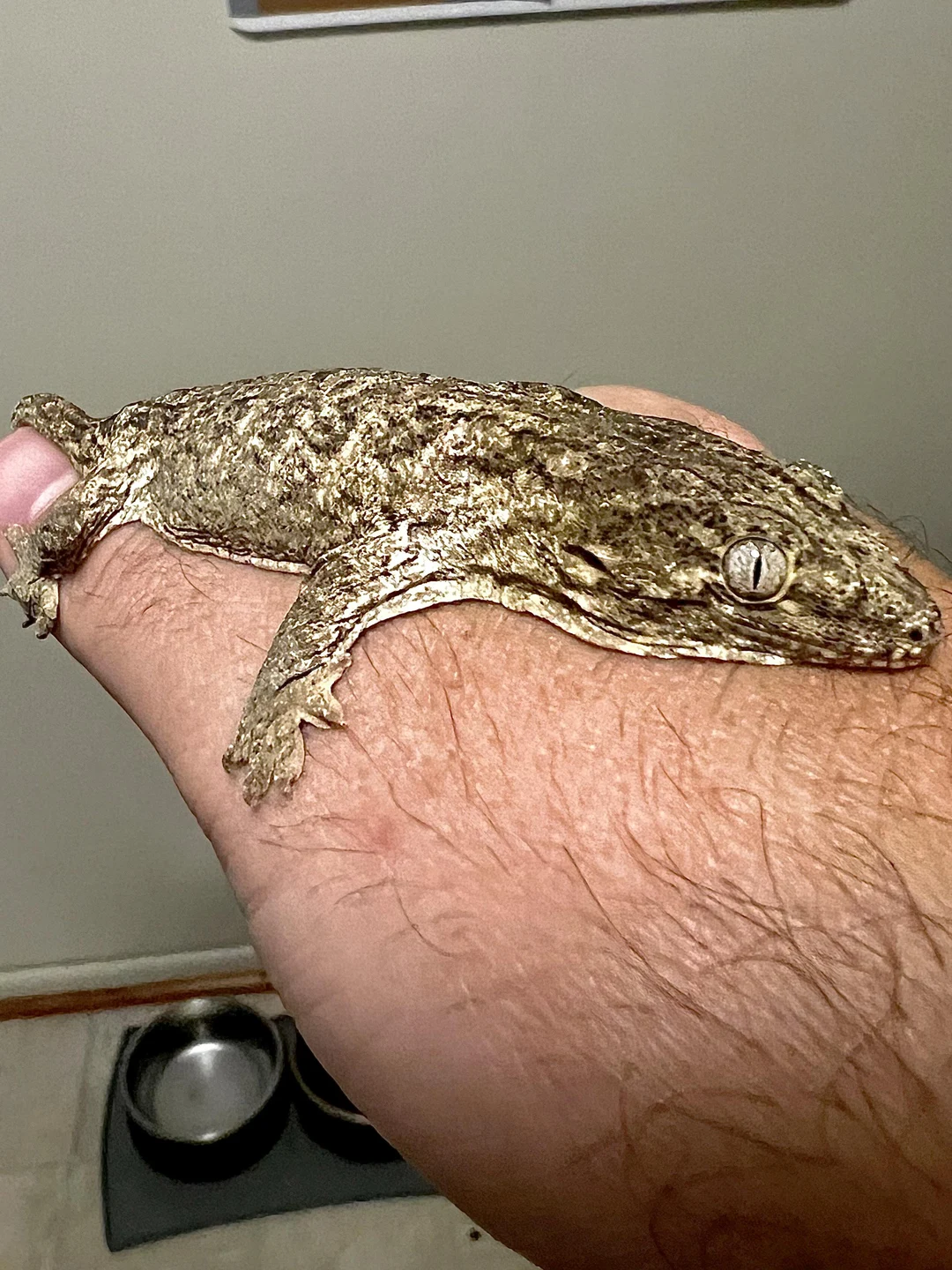 Reptar doesn’t fit on my finger anymore | Scrolller