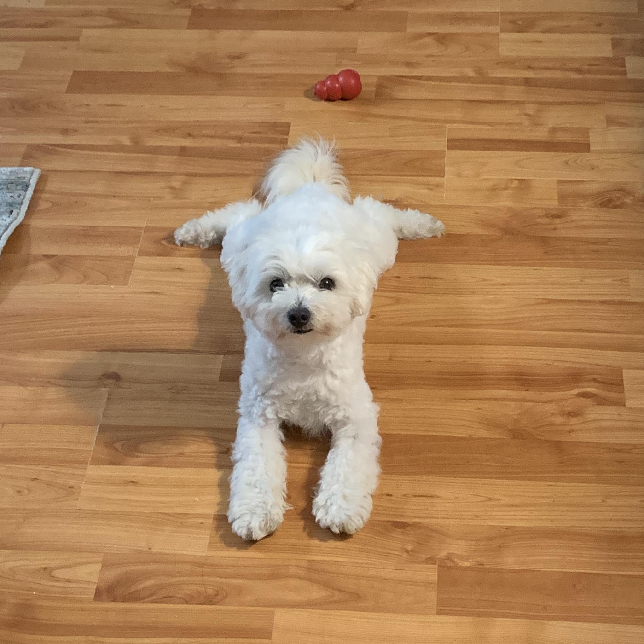 Ziggy sploot | Scrolller
