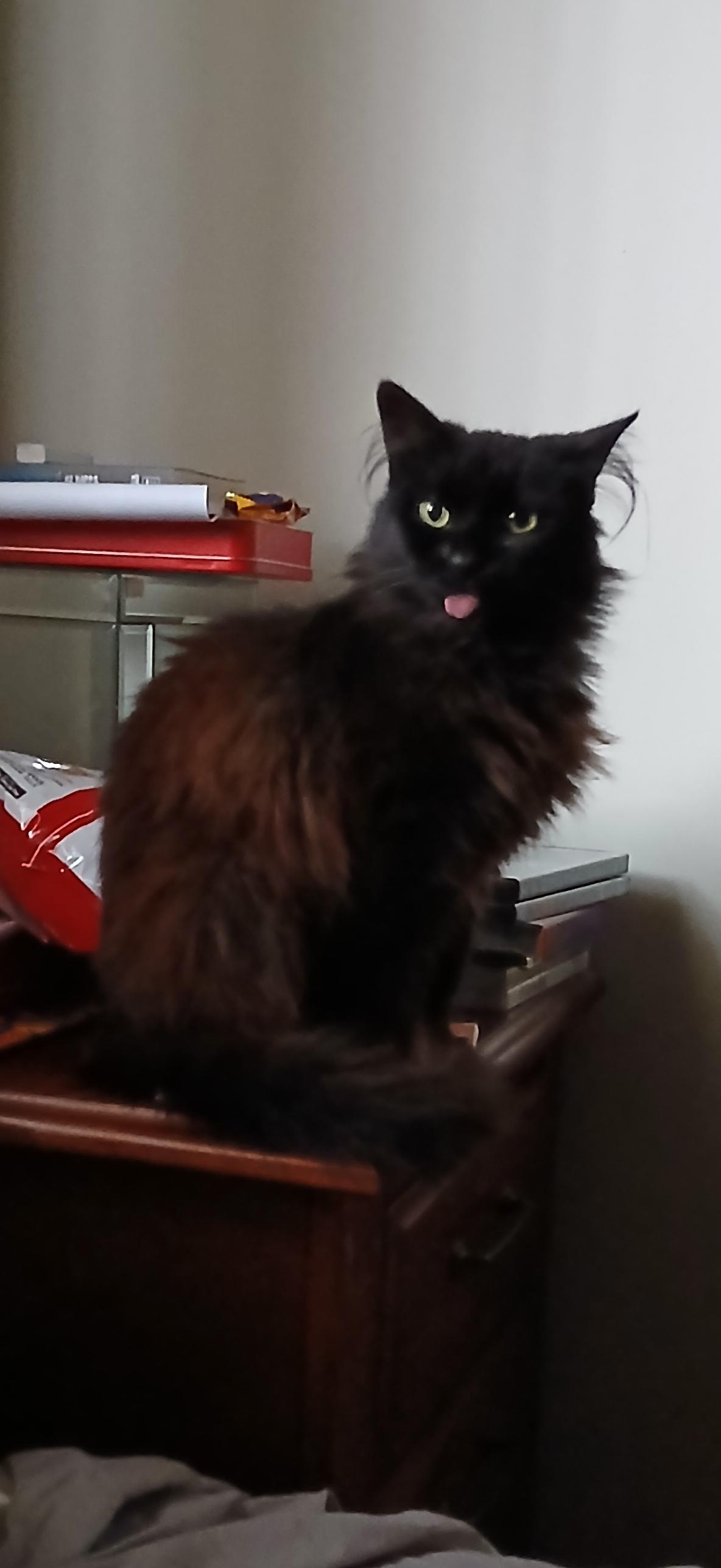 Blep queen | Scrolller