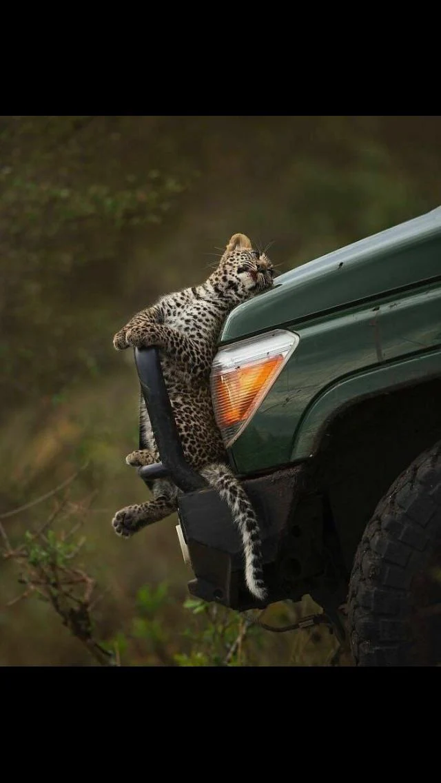 A wild Derp appears on your safari… | Scrolller