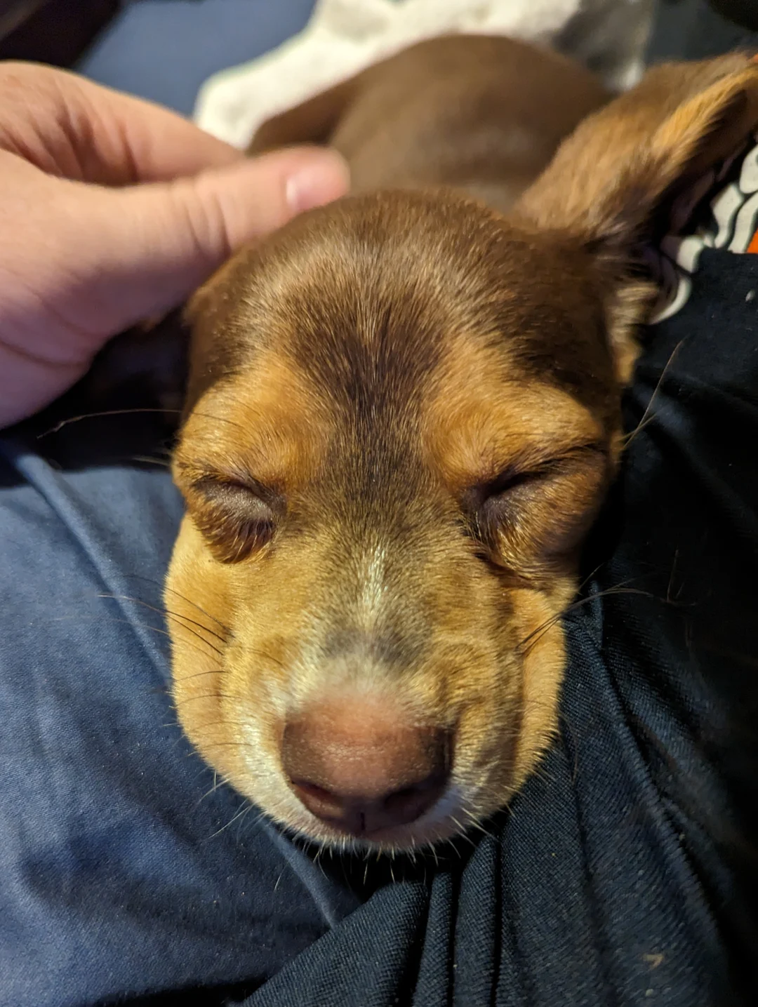 Riley enjoying a nap after playtime. | Scrolller