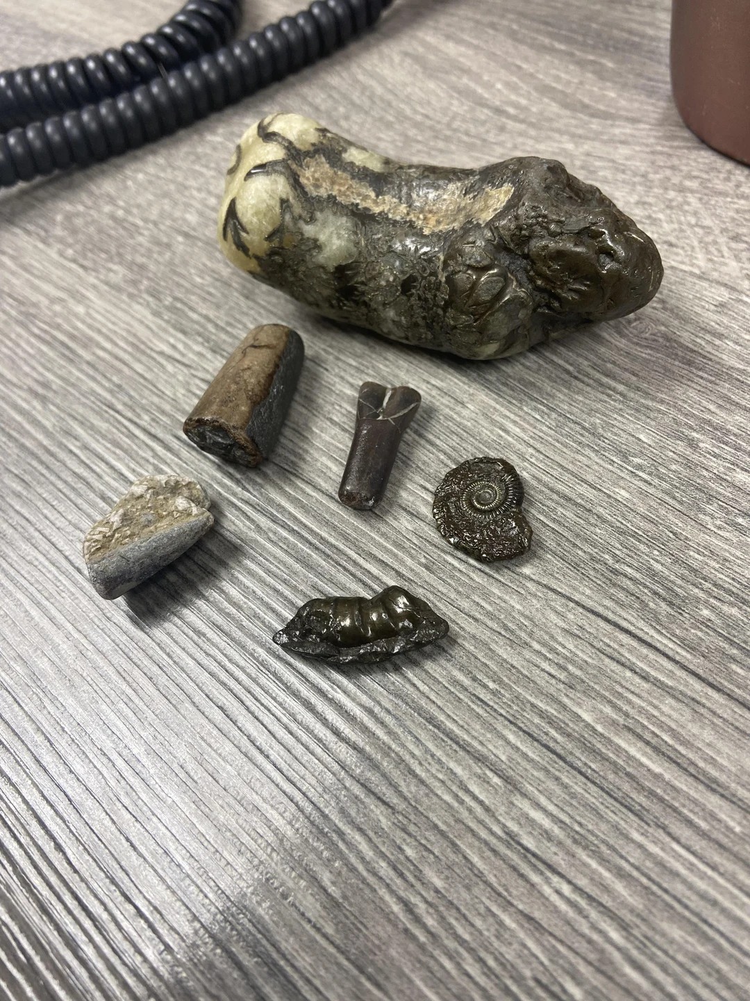 My friend gave me these fossils today 🥹 | Scrolller