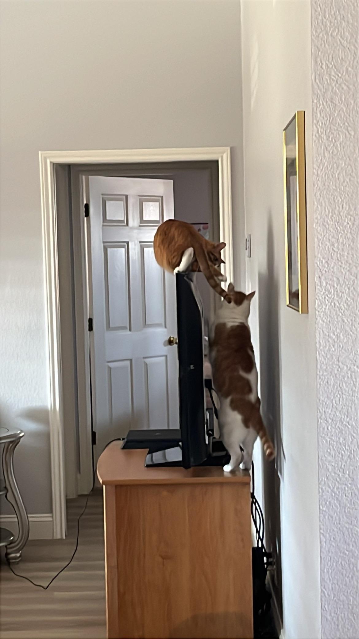 My two boys getting along | Scrolller