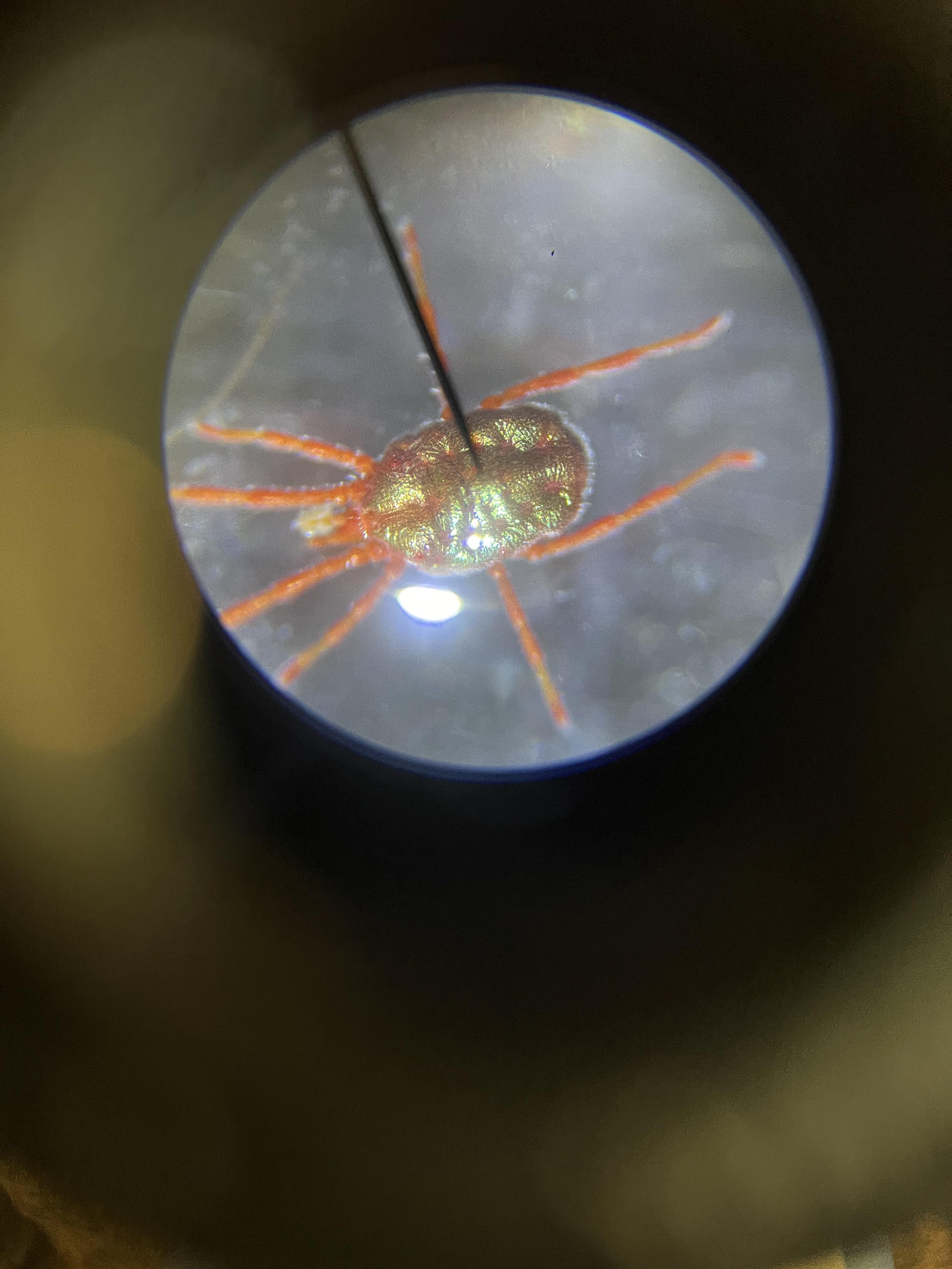 Is this a tick? | Scrolller