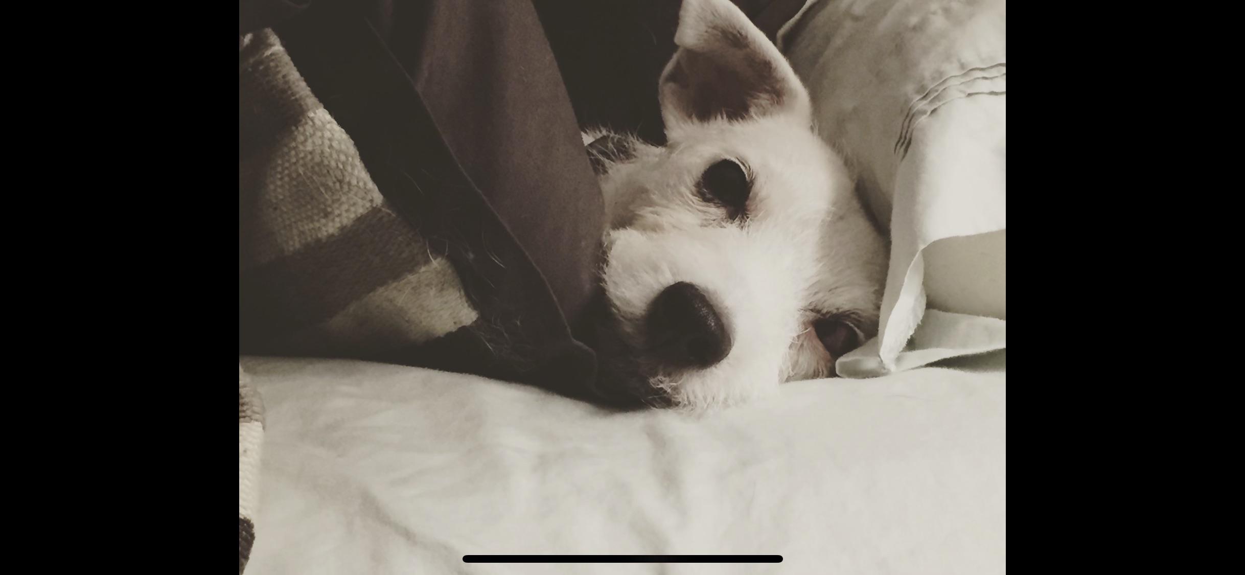 RIP Jackie the Jack | Scrolller