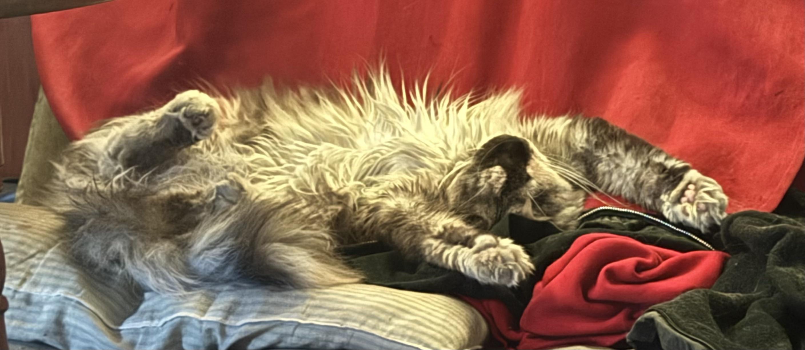 Remy the Maine Coon | Scrolller