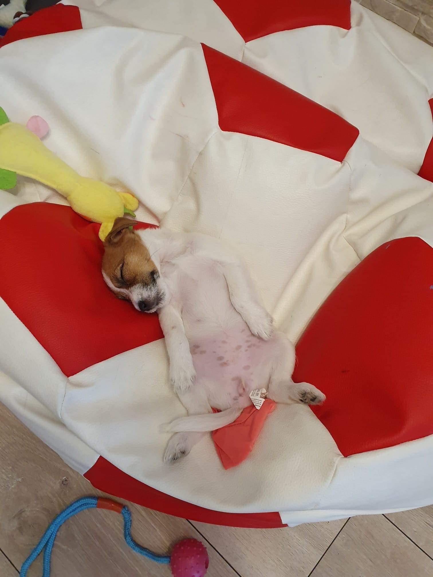 Evolution | Scrolller