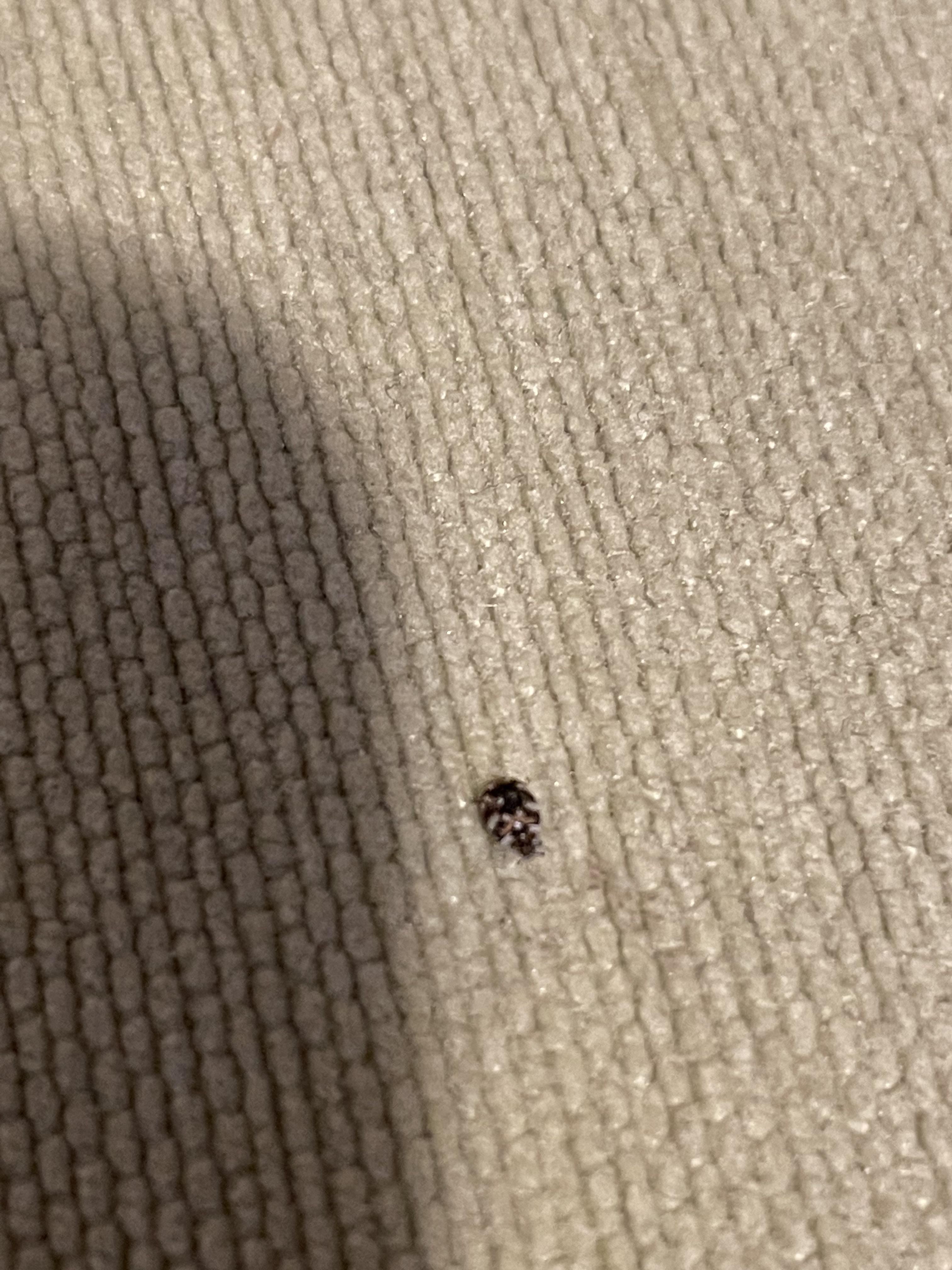 What is this bug? | Scrolller