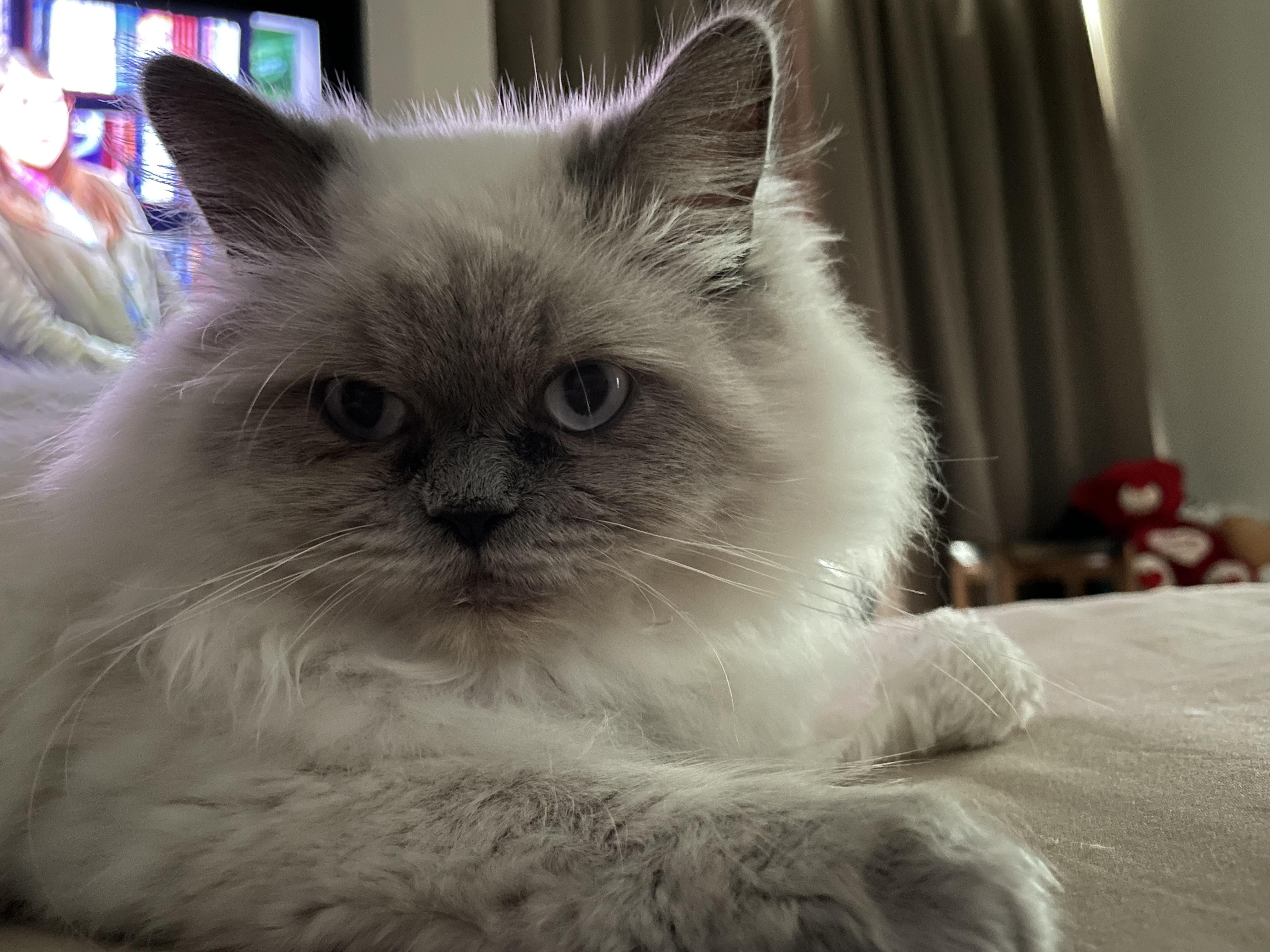 Lazy Floof | Scrolller