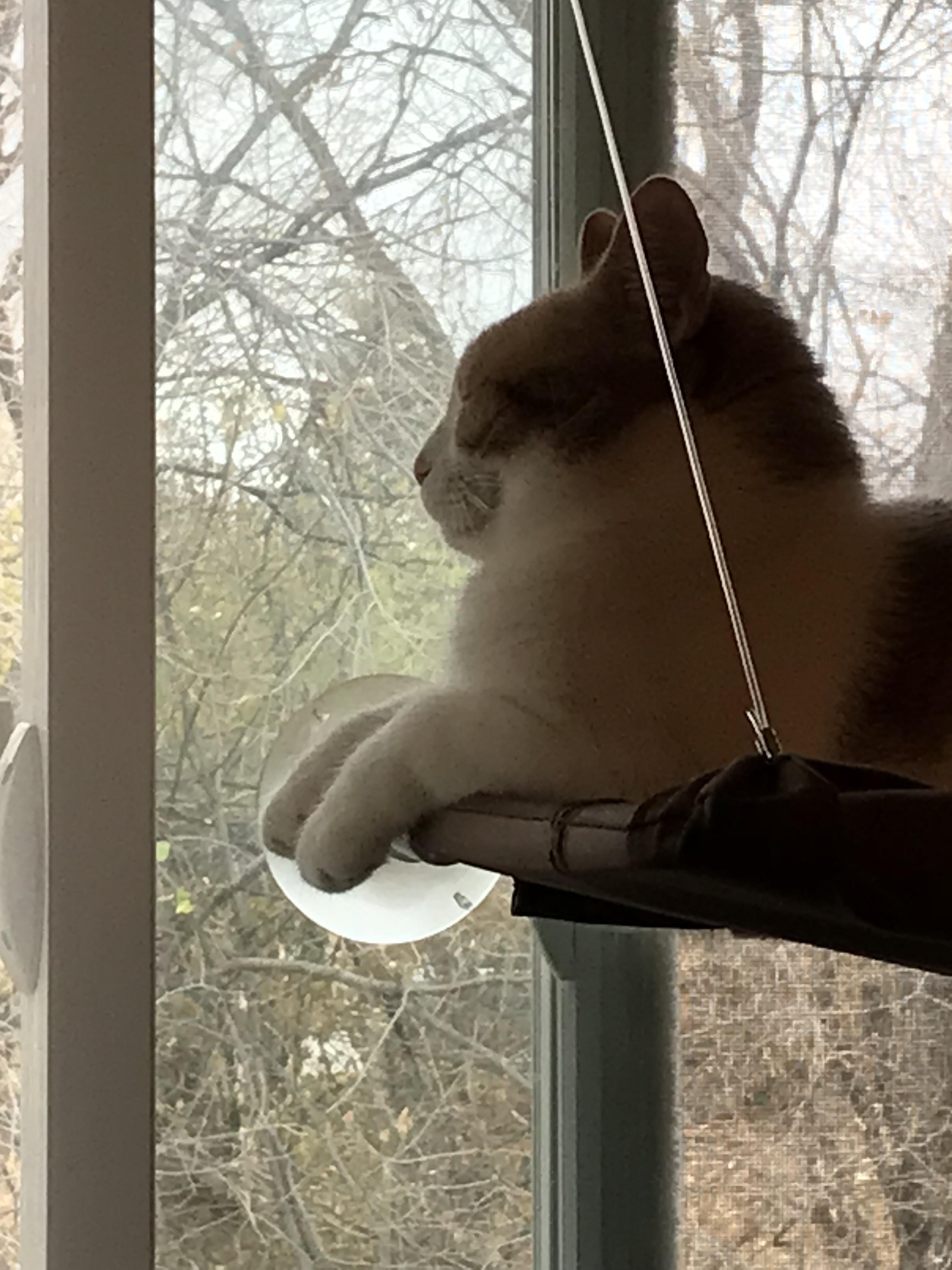 [OC] I got a tattoo of my frisky kitty, Mochi. | Scrolller