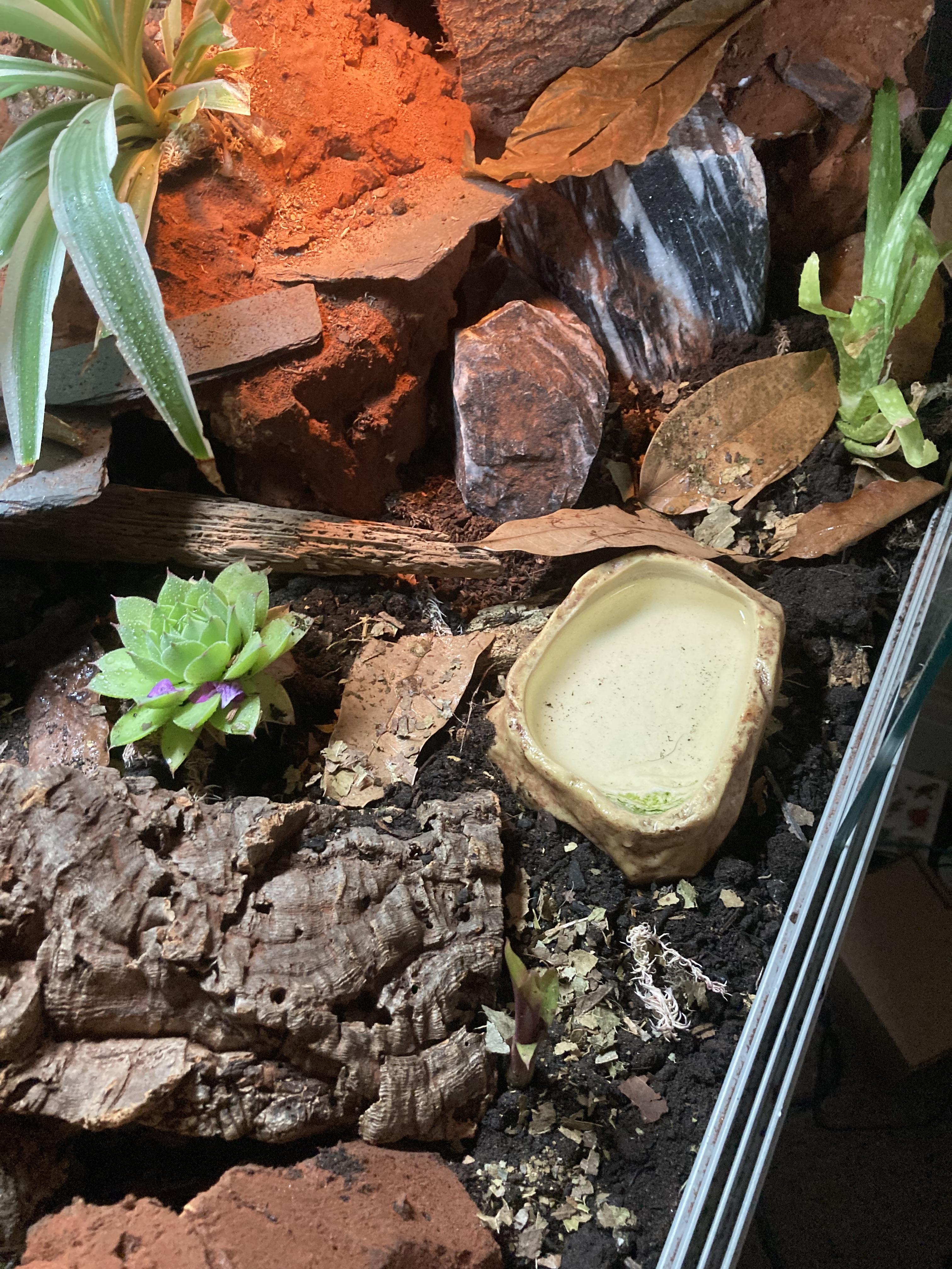 My Leo’s bio active setup | Scrolller