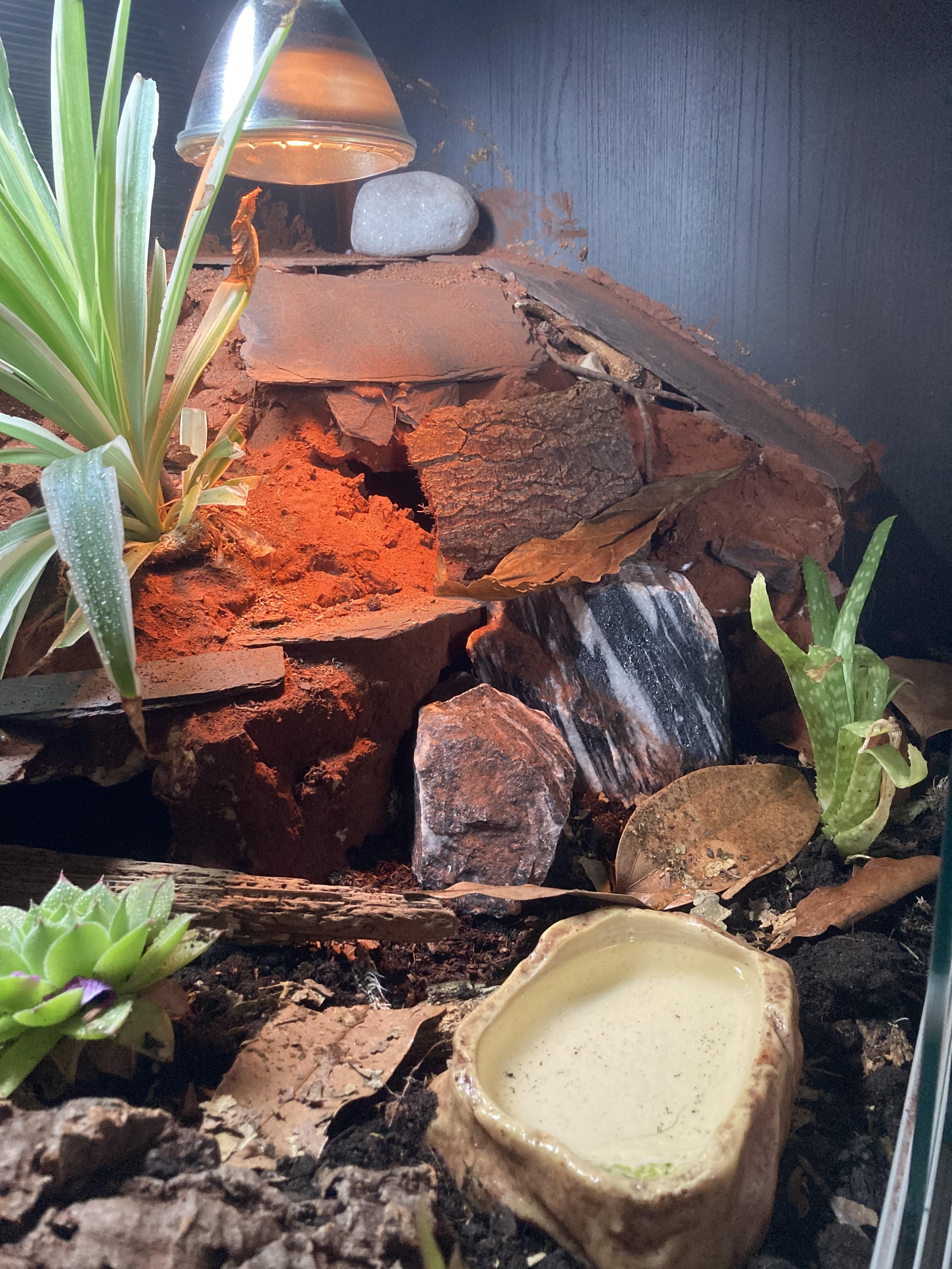 My Leo’s bio active setup | Scrolller