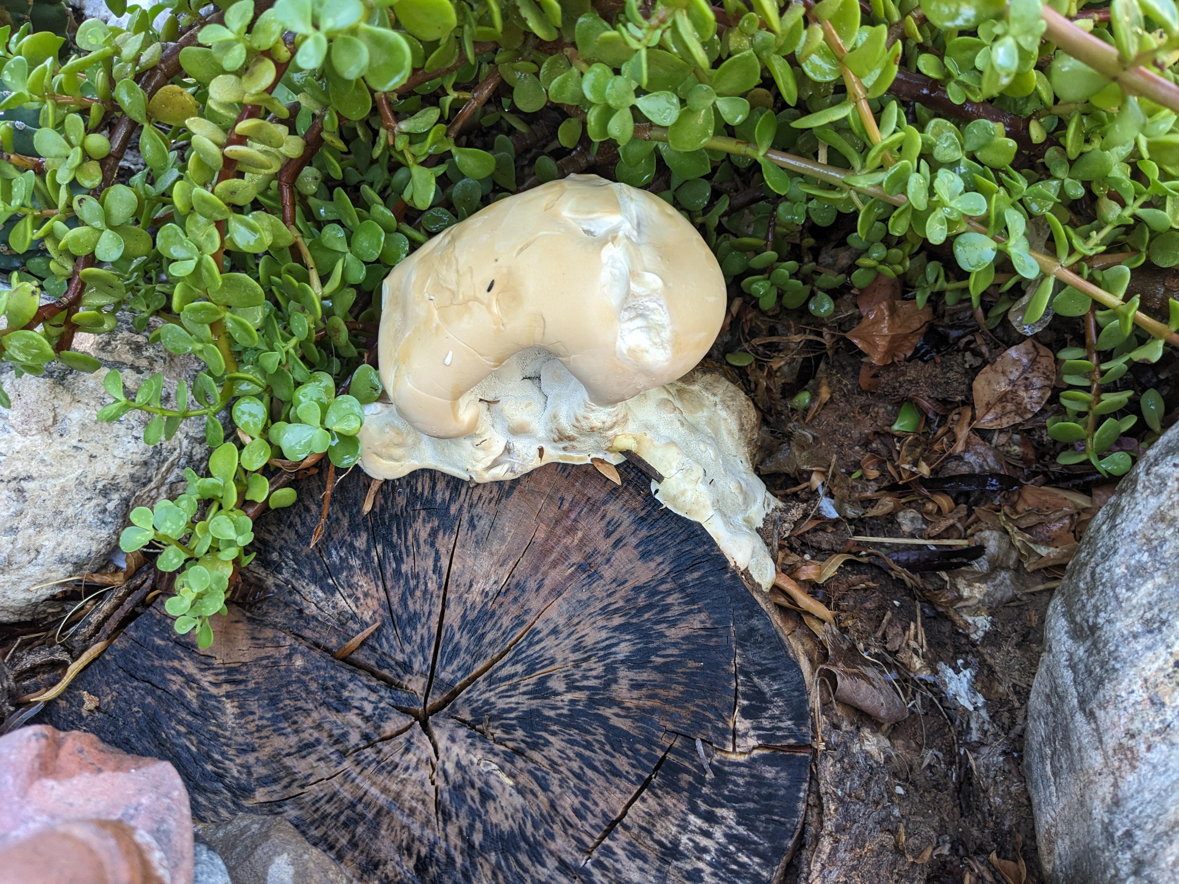 What is this creature? | Scrolller