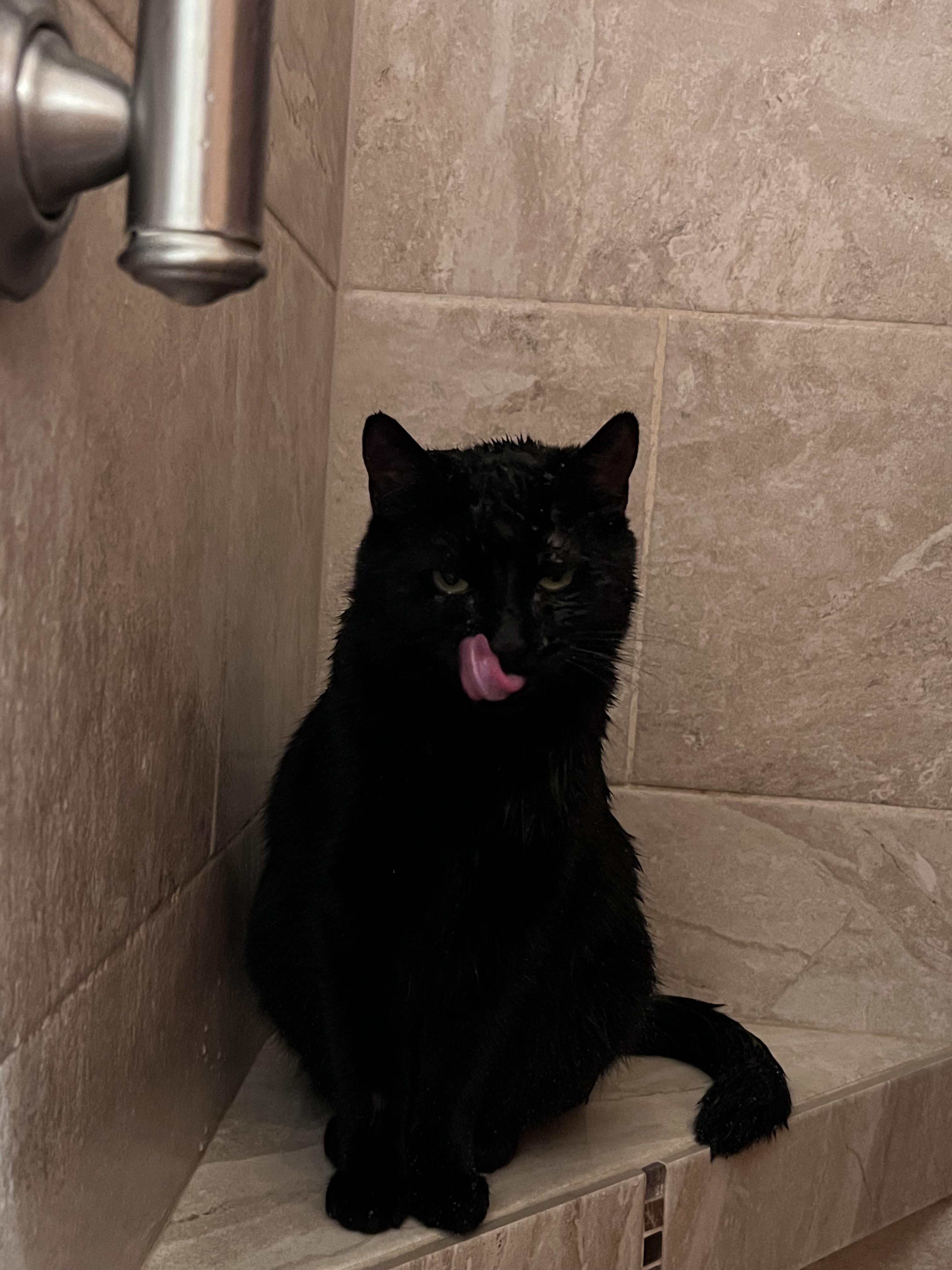 Crow loves showers and help drying from her friends | Scrolller