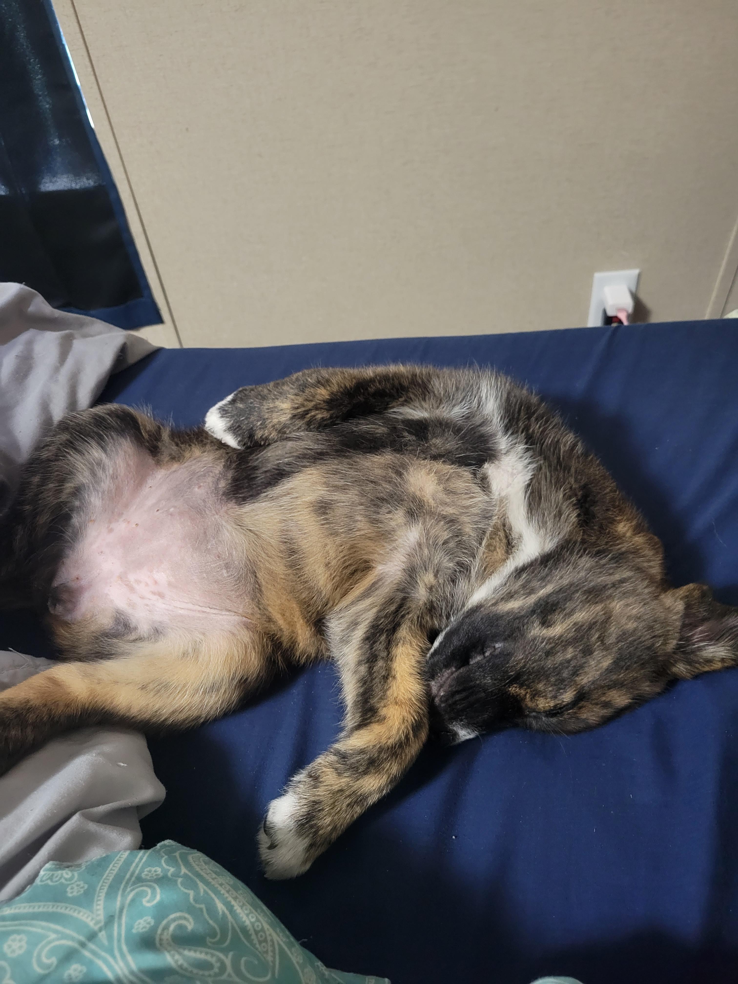 Can someone draw my baby girl Lyla? She's a plott hound :) | Scrolller