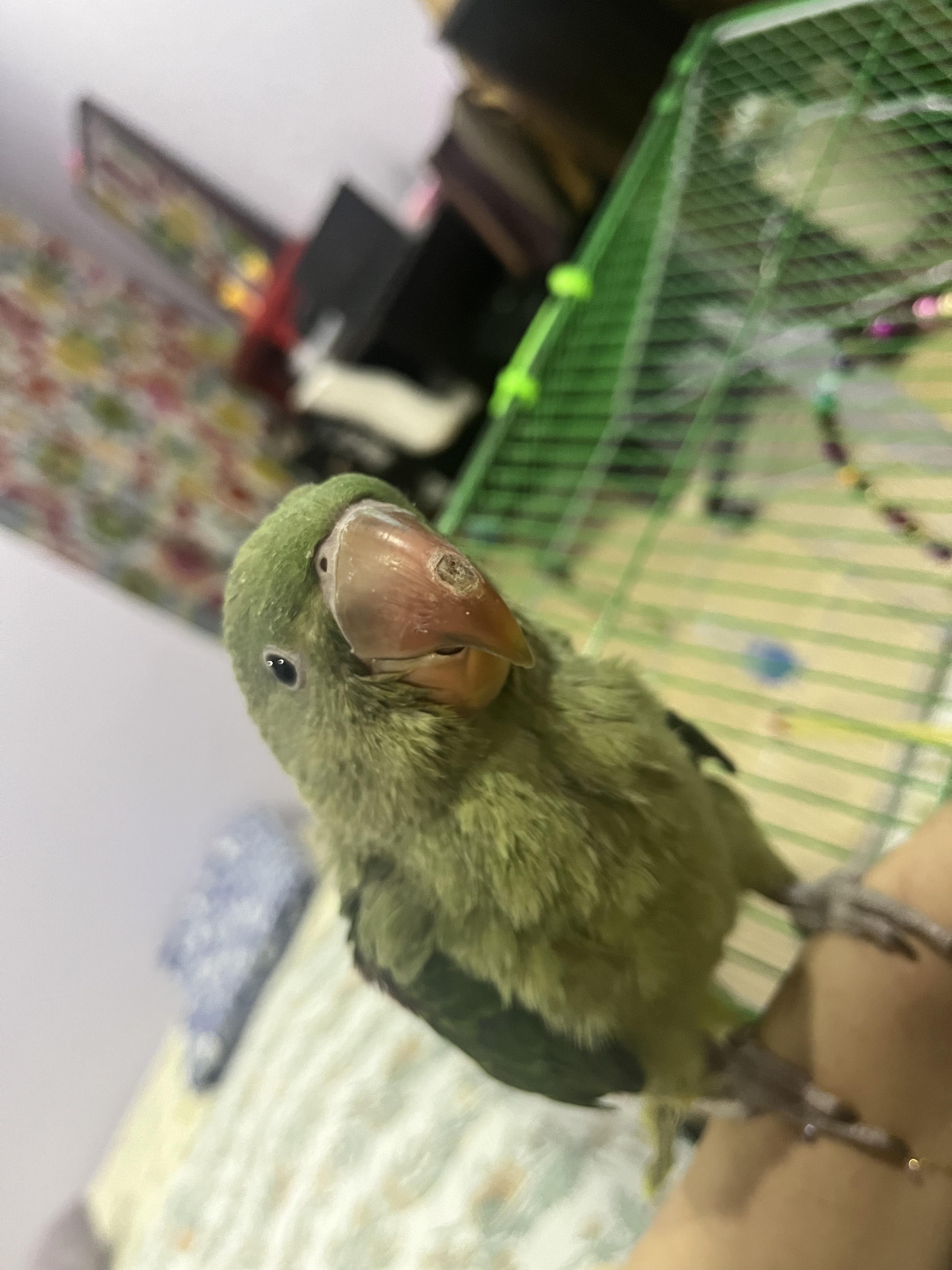 3 month old parrot | Scrolller