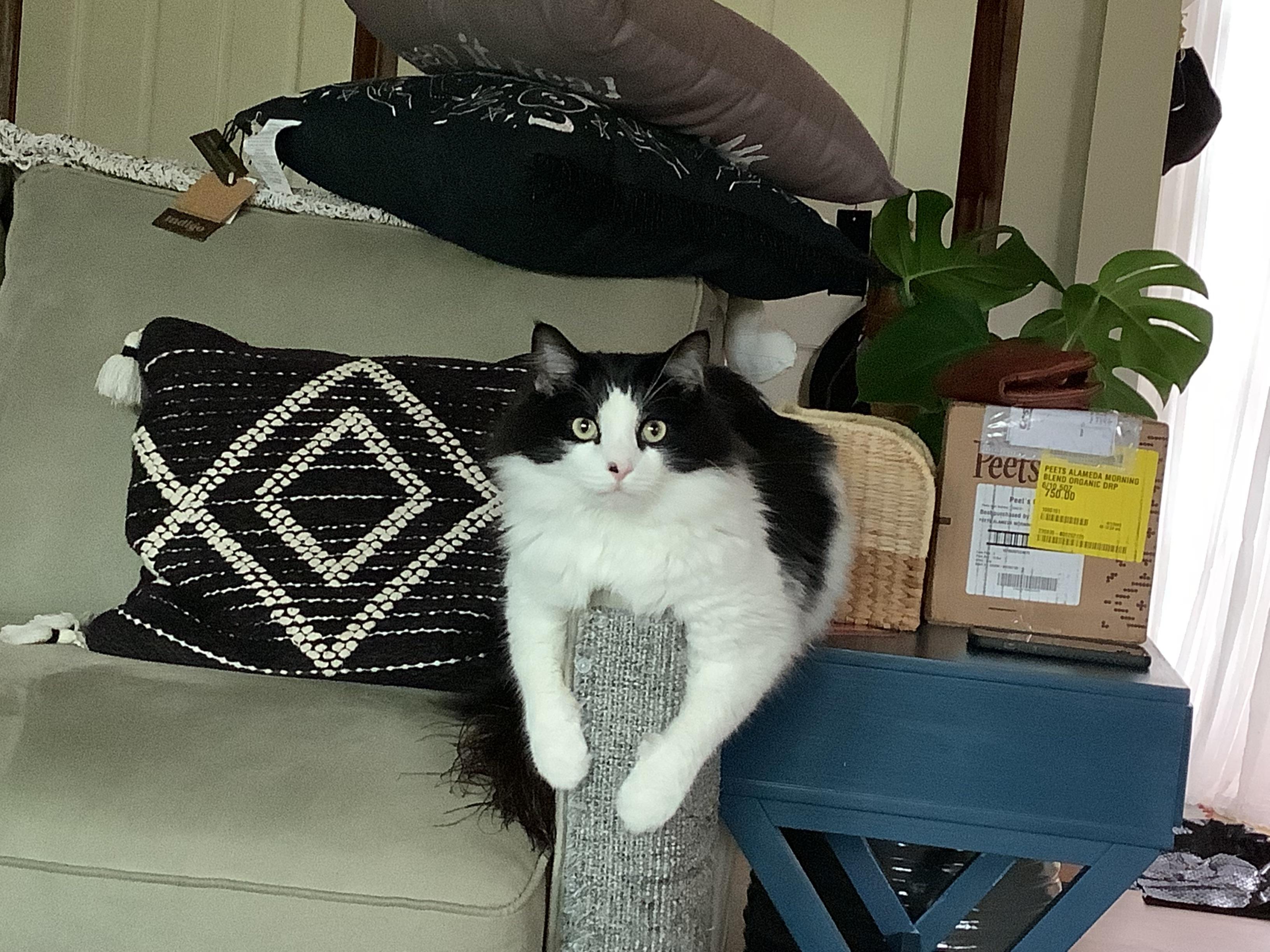 This is my derpy boi view from my seat on the couch. Anyone else’s tux ...