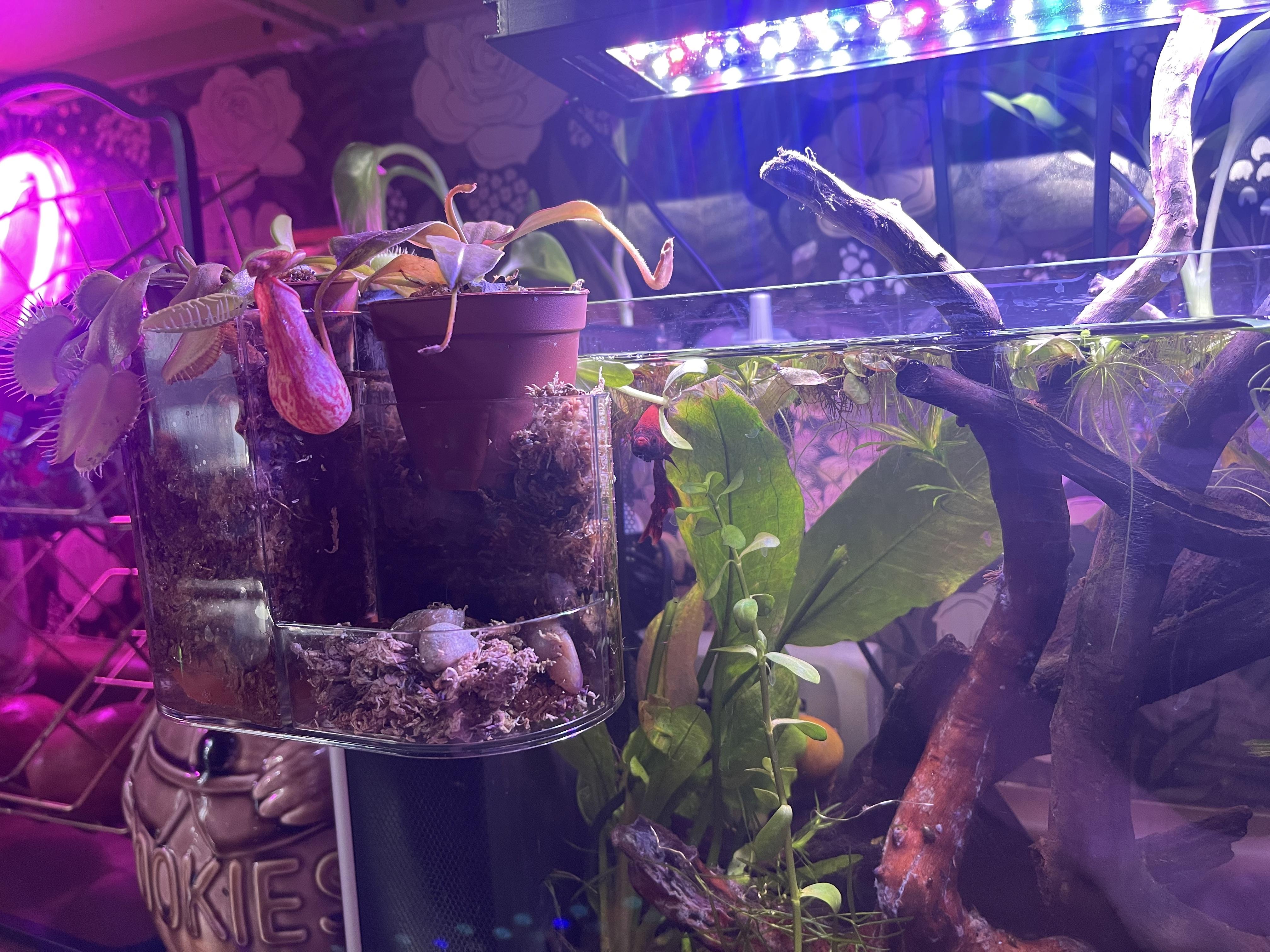 Now I have three carnivores | Scrolller