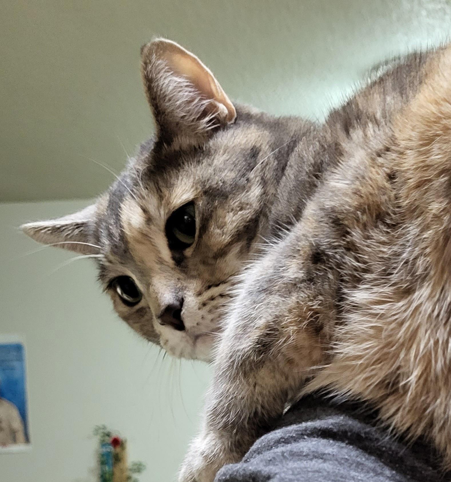 What's Frowny McFrownerston thinking? | Scrolller