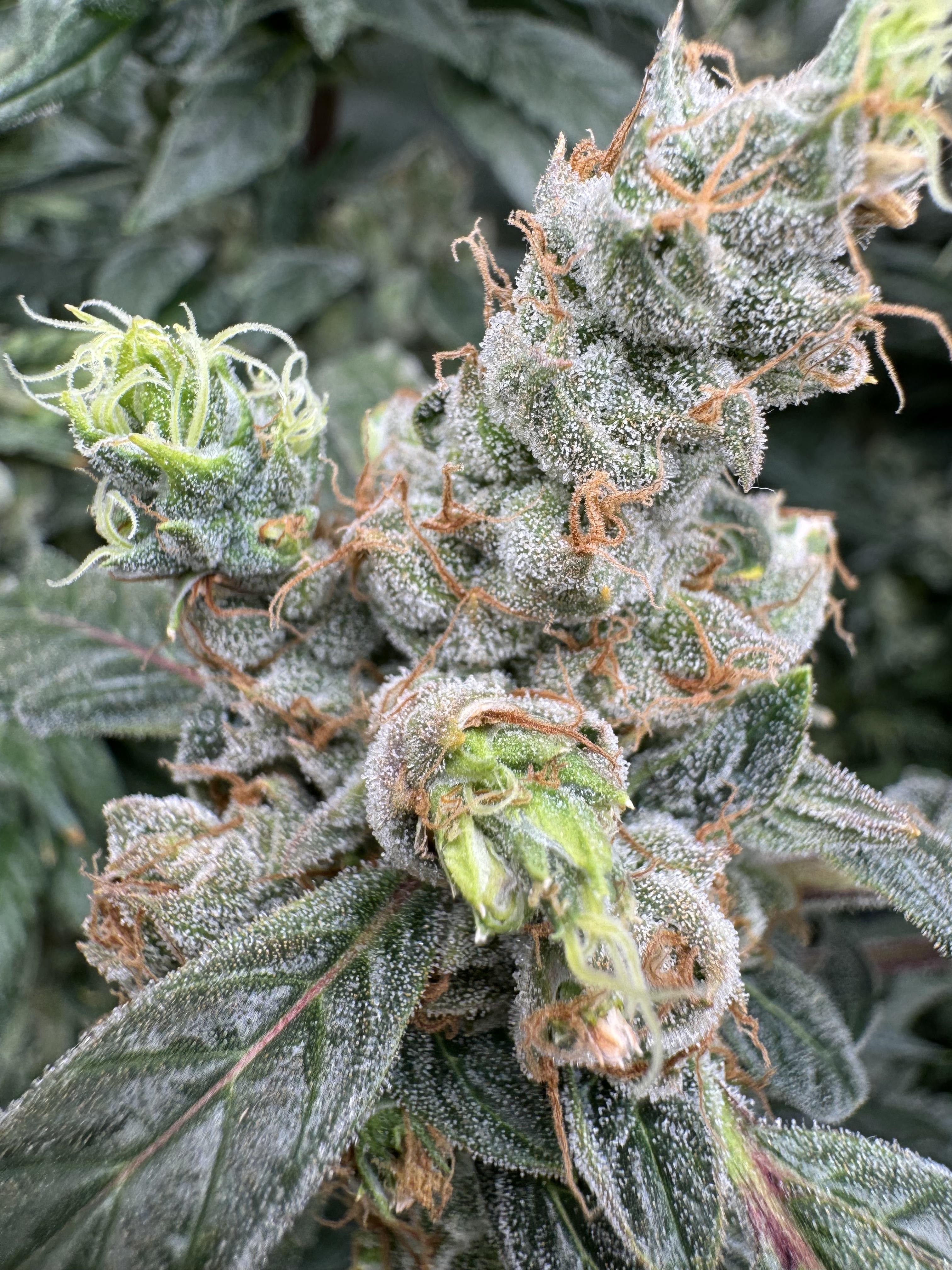 Second grow complete! | Scrolller